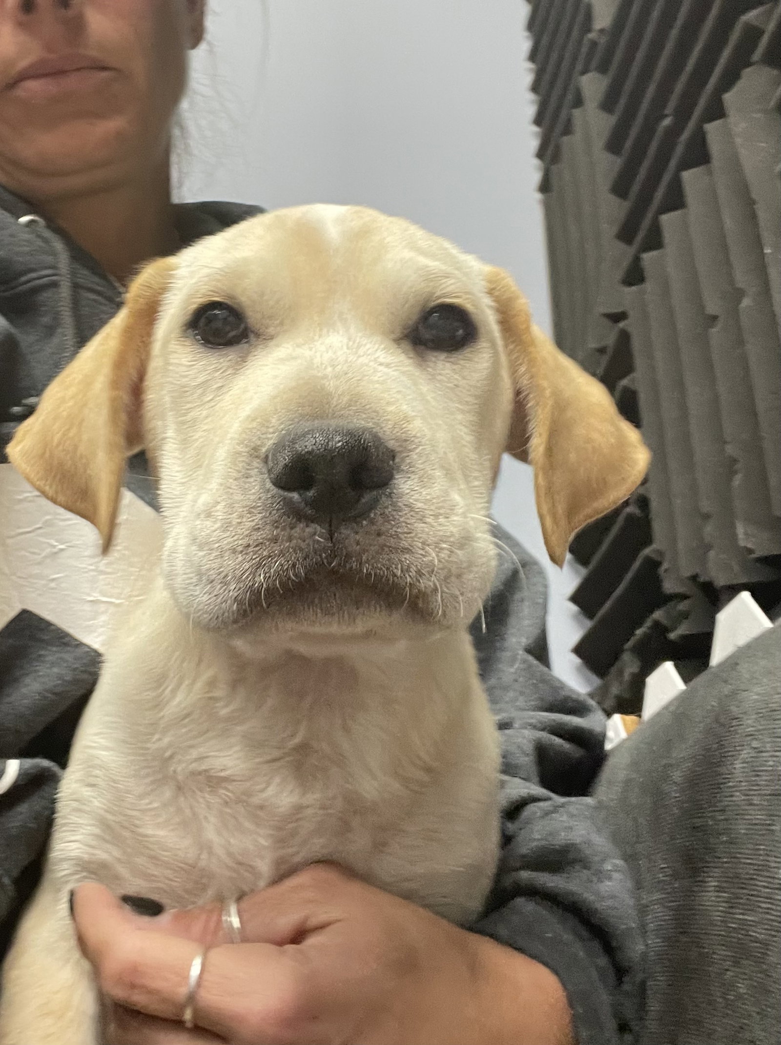 Dog for Adoption - Bushy Evergreen Sato, a Labrador Retriever in Sussex ...