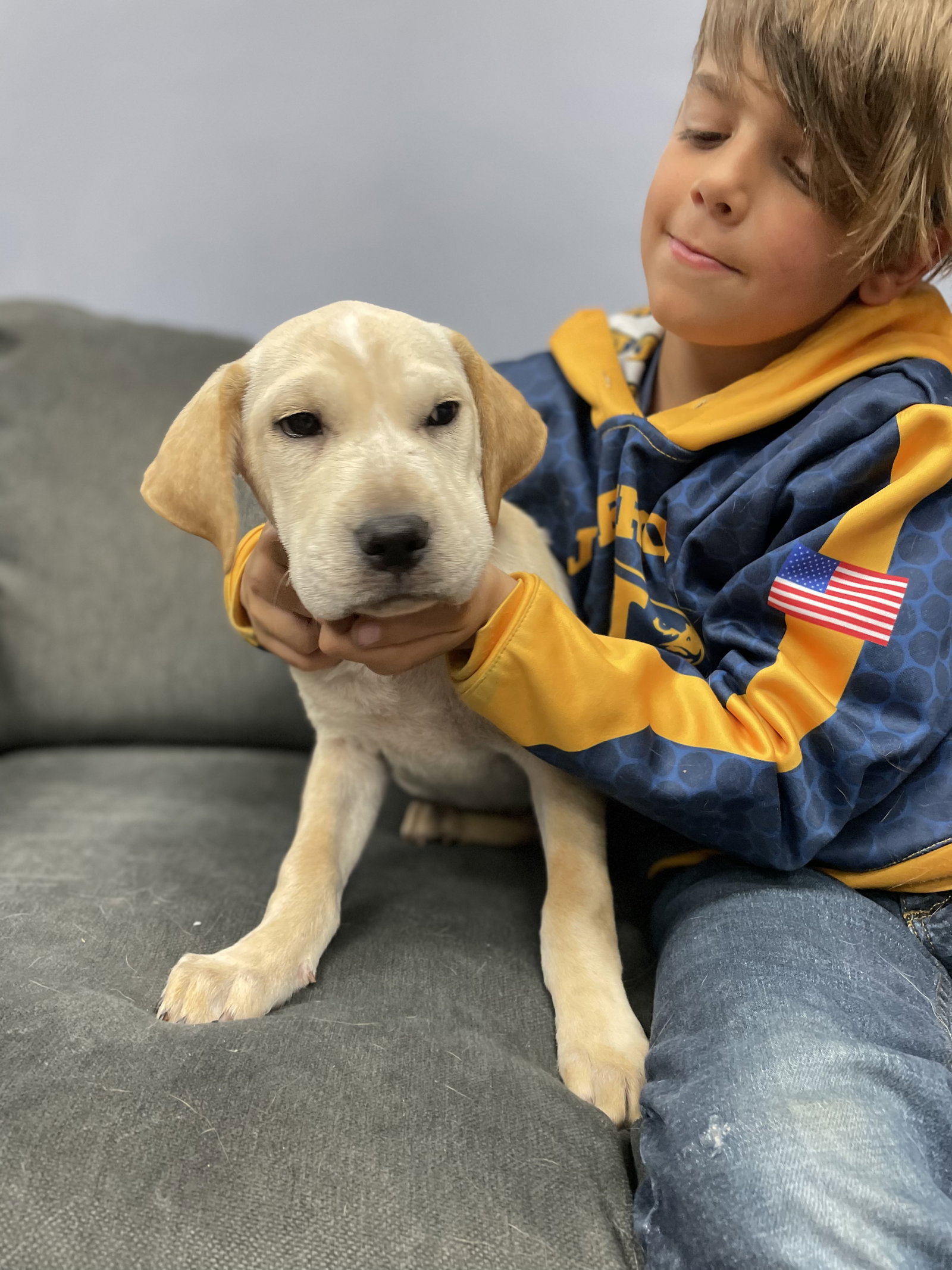 Dog for Adoption - Bushy Evergreen Sato, a Labrador Retriever in Sussex ...