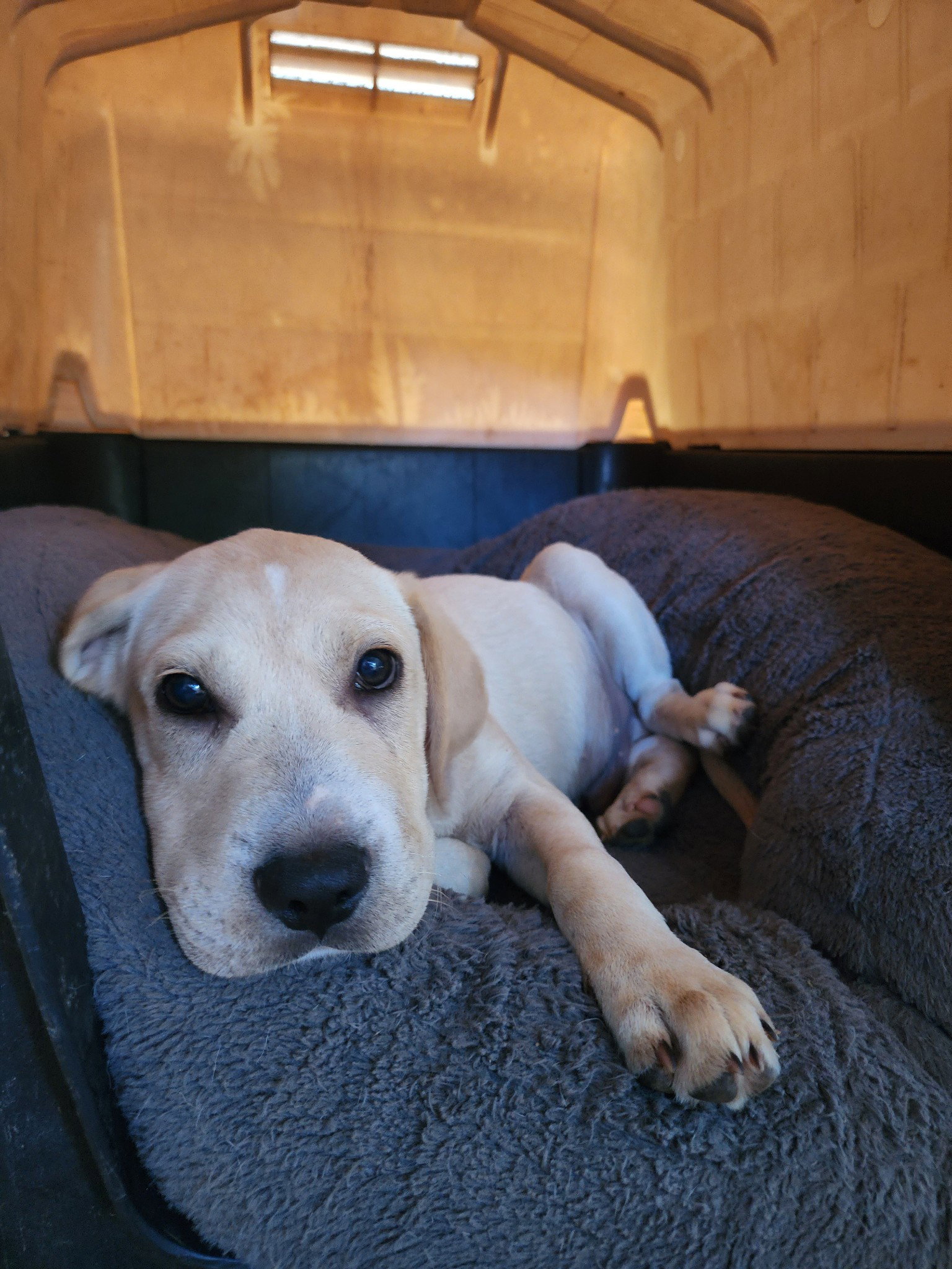 Dog for Adoption - Wunorse Openslae Sato, a Labrador Retriever in ...