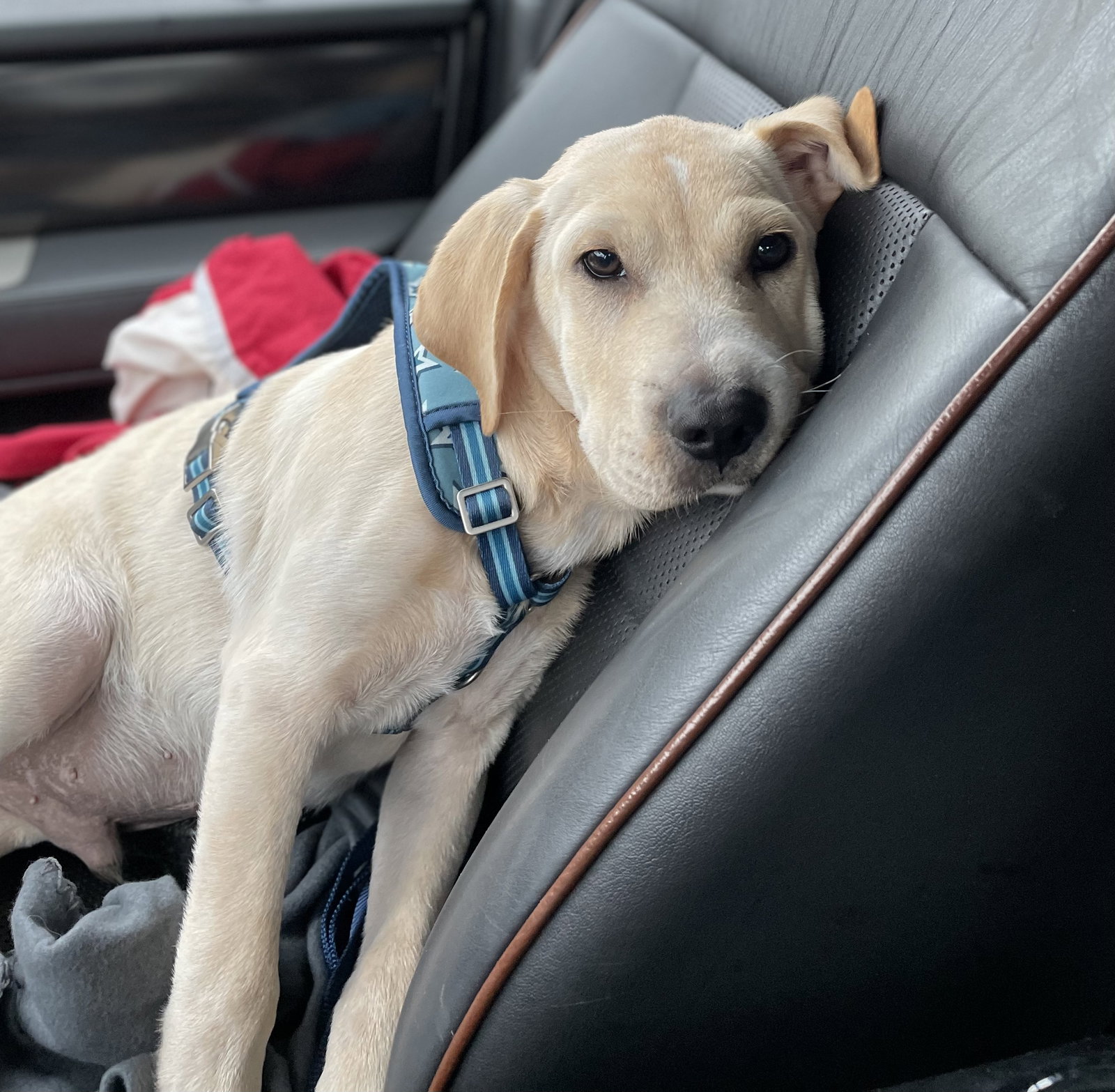 Dog for Adoption - Wunorse Openslae Sato, a Labrador Retriever in ...