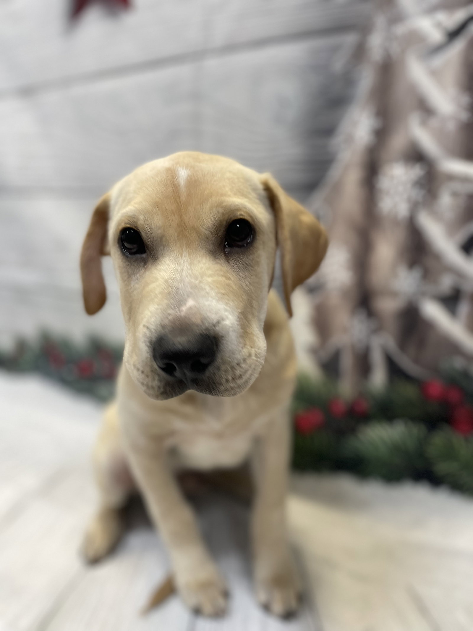 Dog for Adoption - Wunorse Openslae Sato, a Labrador Retriever in ...