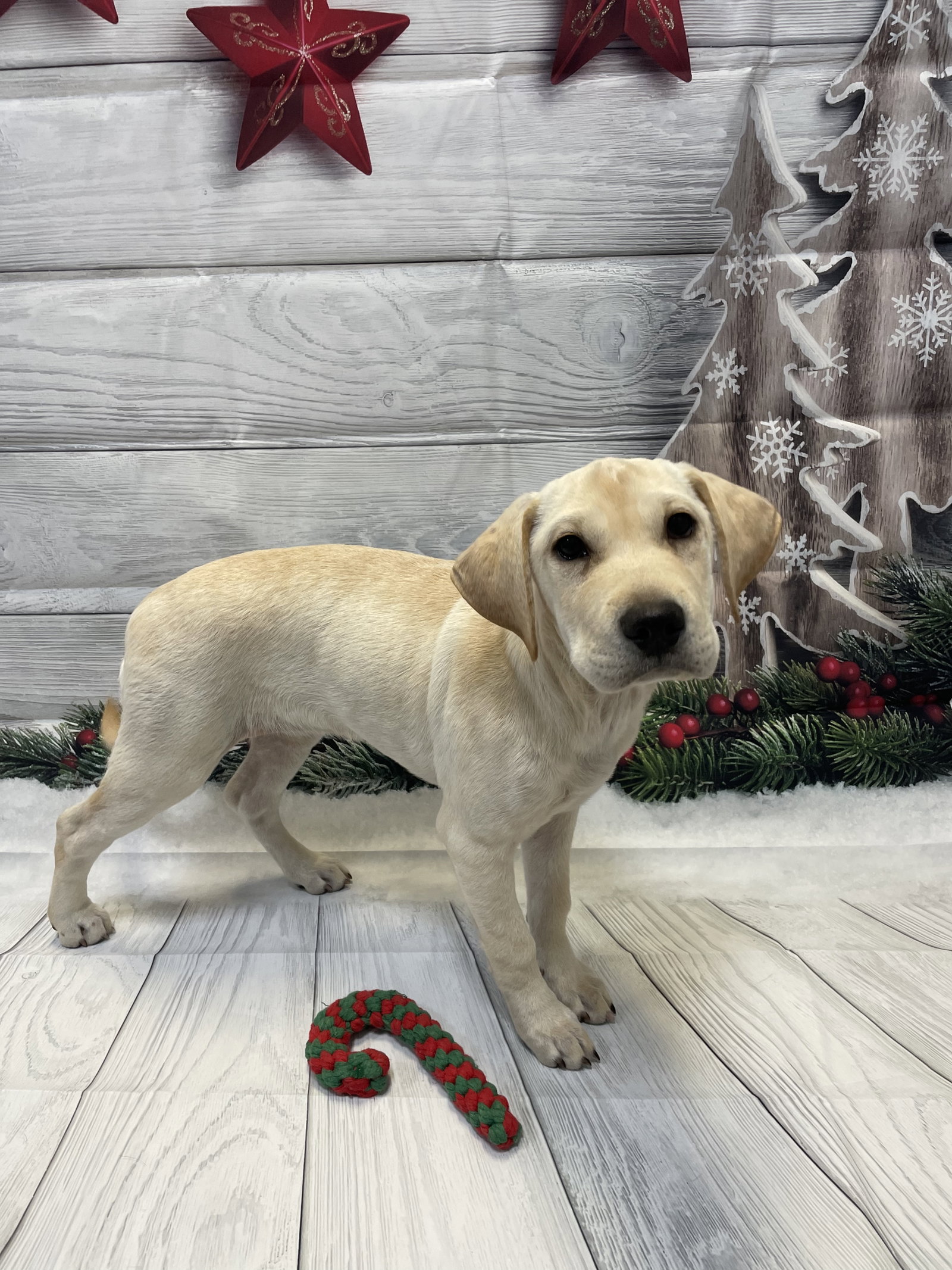 Dog for Adoption - Wunorse Openslae Sato, a Labrador Retriever in ...