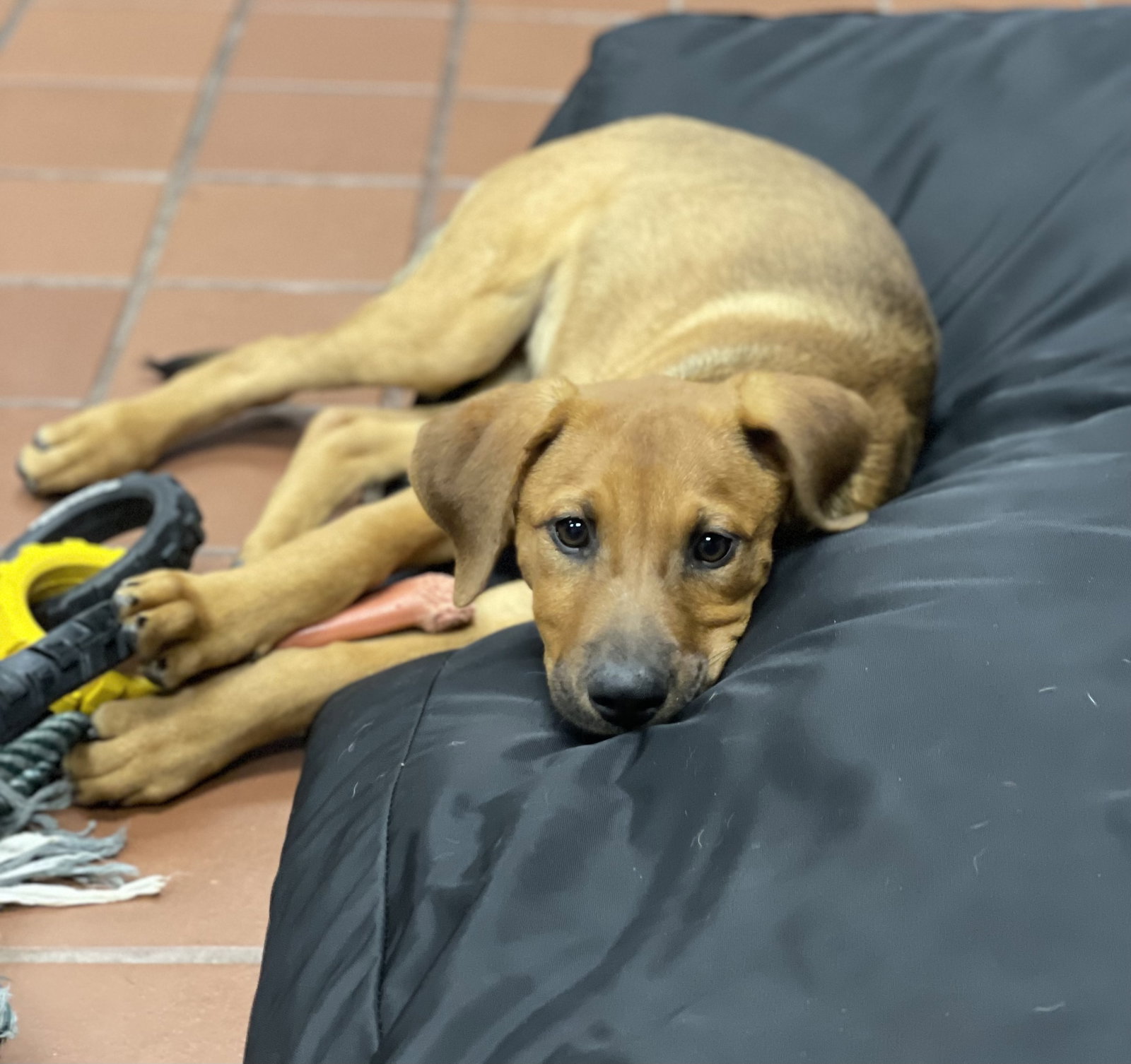 Dog for Adoption - Luna, a Labrador Retriever in Garwood, NJ | Alpha Paw