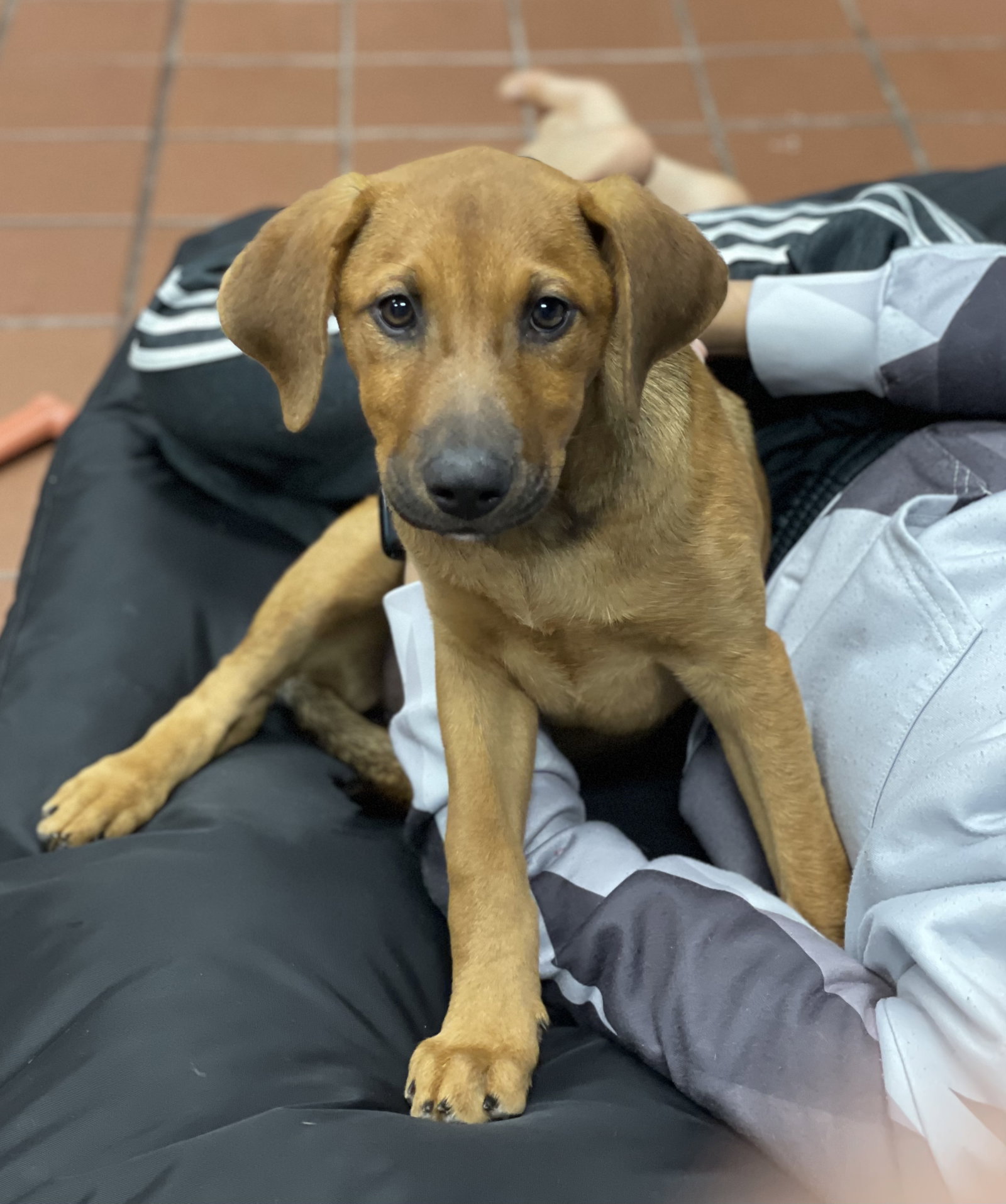 Dog for Adoption - Luna, a Labrador Retriever in Garwood, NJ | Alpha Paw
