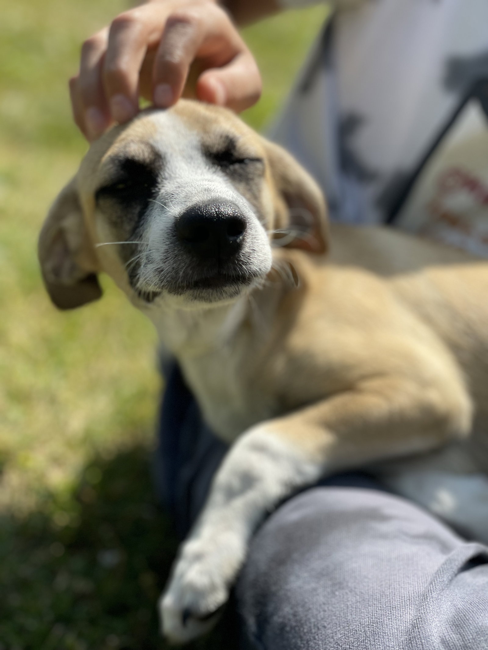 Dog for Adoption - Santiago, a Chihuahua in North Bergen, NJ | Alpha Paw