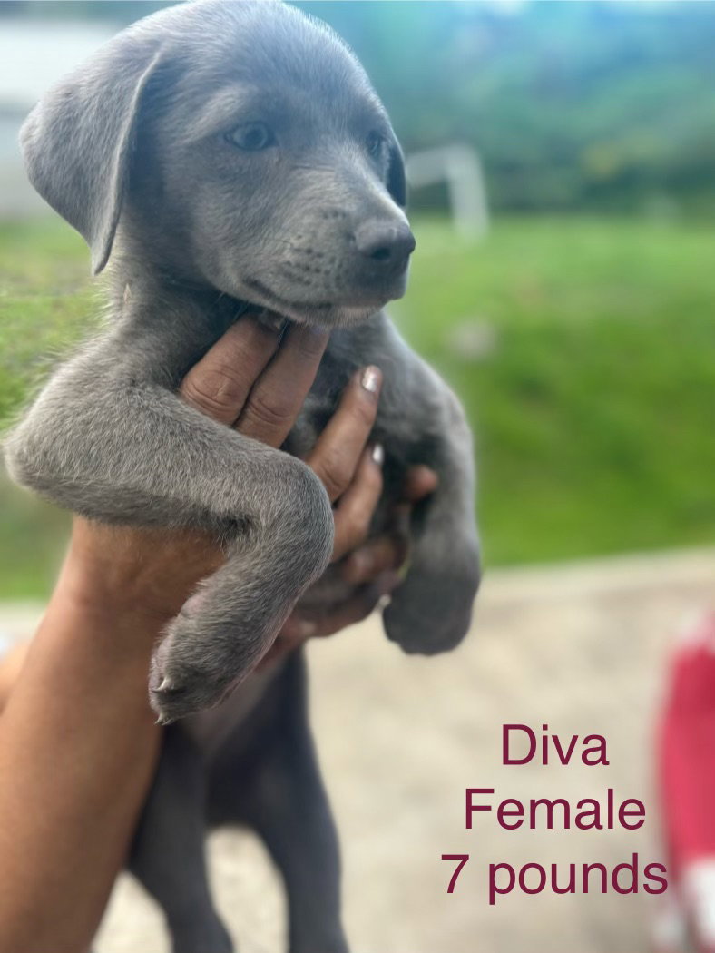 Dog for Adoption - Diva, a Labrador Retriever in Kenilworth, NJ | Alpha Paw