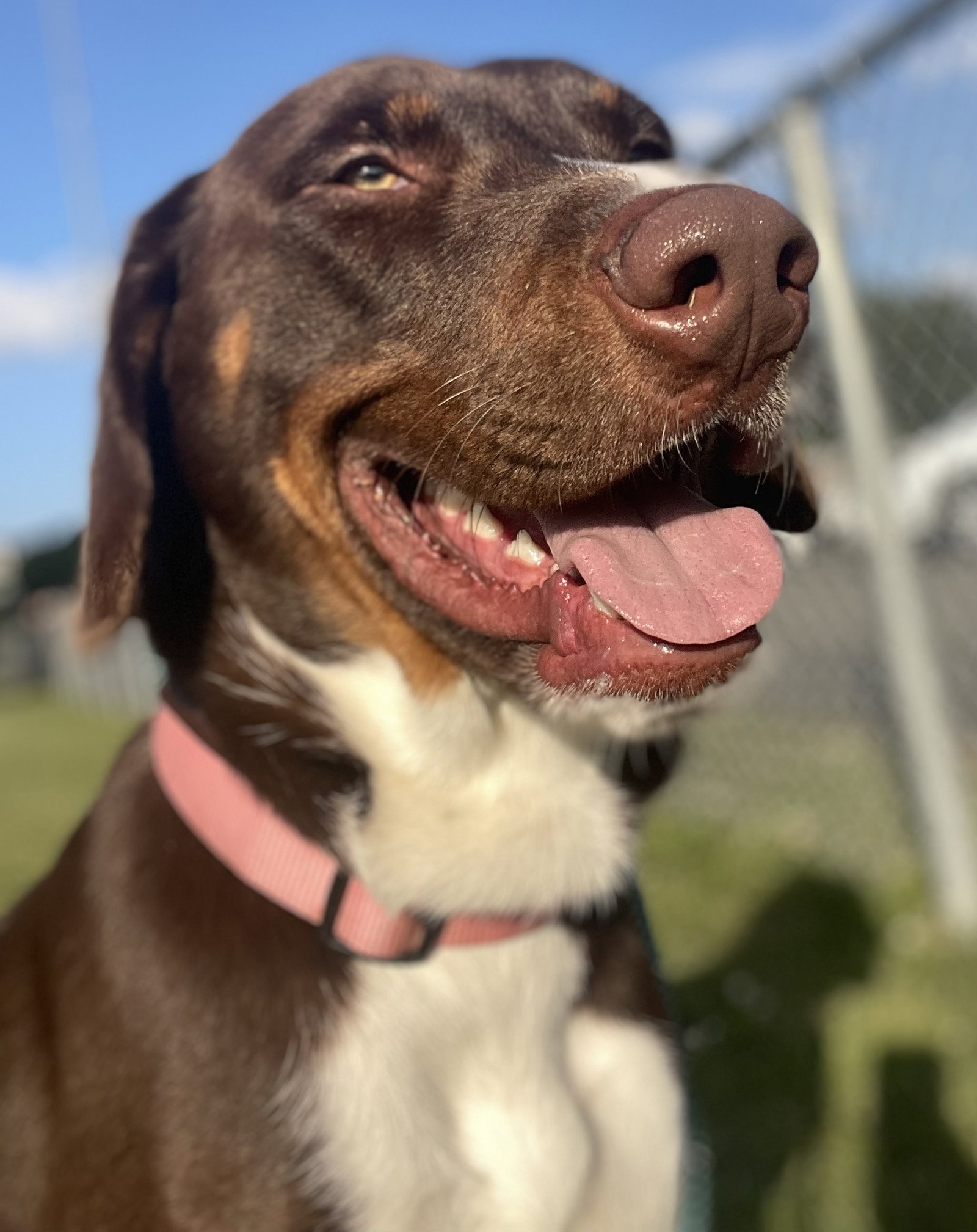 Dog for Adoption - Stitch, a Pointer in Port Jervis, NY | Alpha Paw