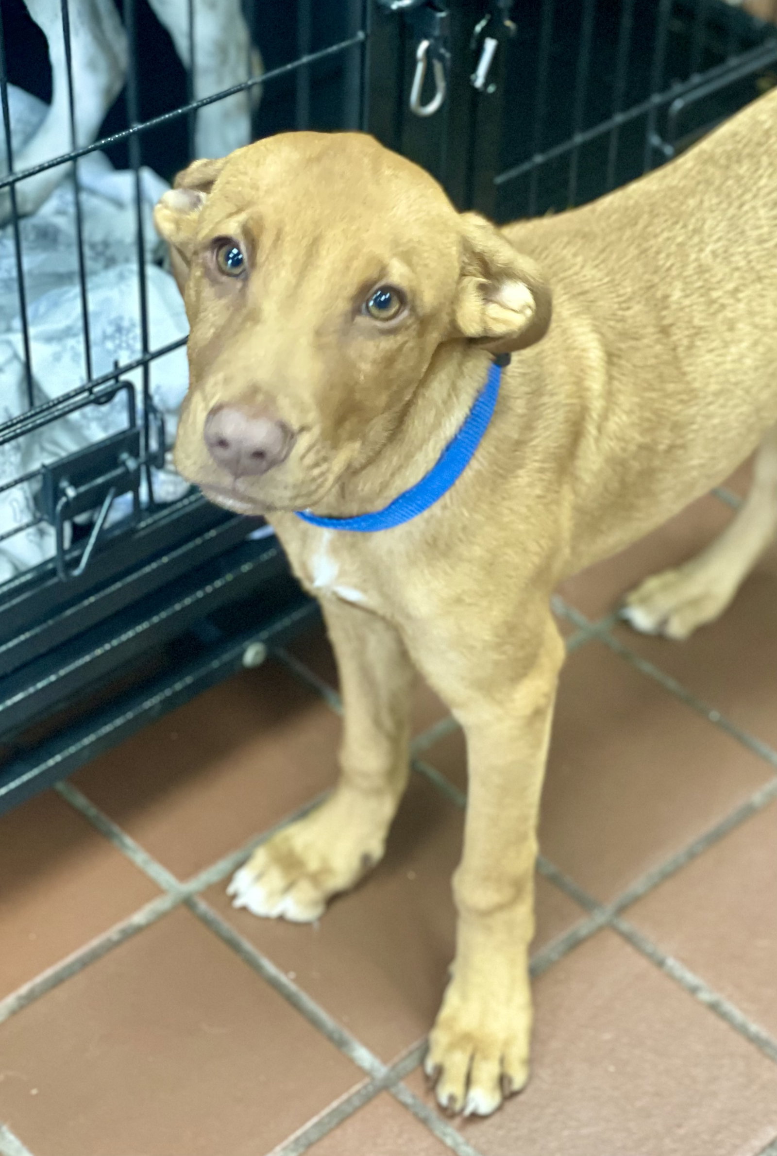 Dog adoption in Lake Hopatcong, NJ 07849: Labrador Retriever / Mixed ...