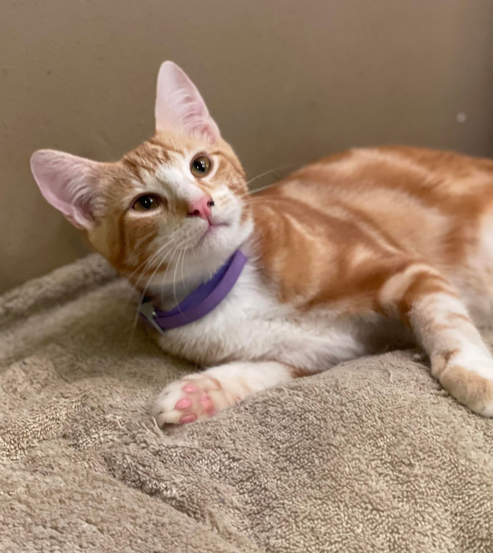 Cats for Adoption in Norwell, Massachusetts | Alpha Paw