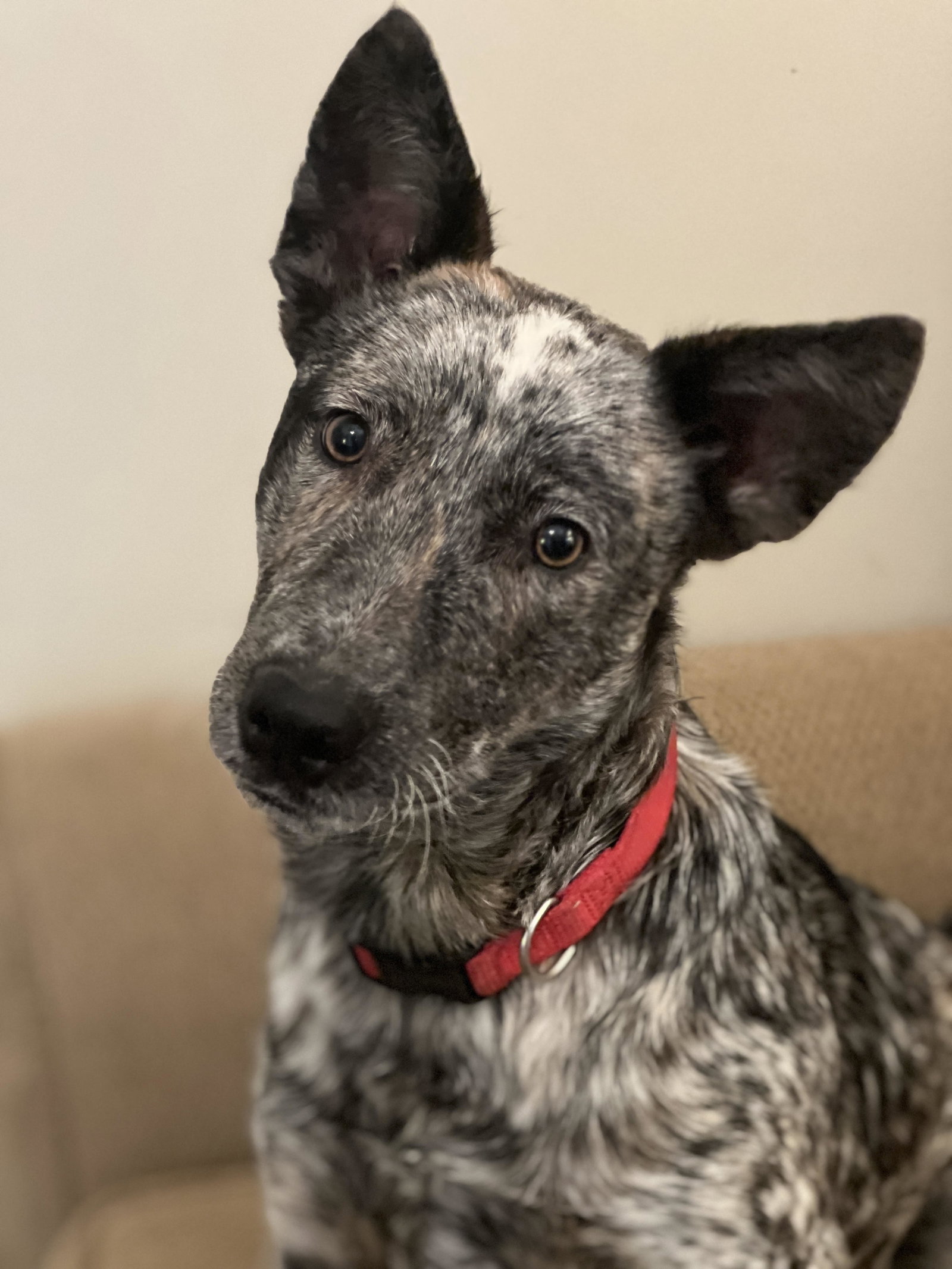 Dog for Adoption - Rip AA CP in MS, a Australian Cattle Dog/Blue Heeler ...