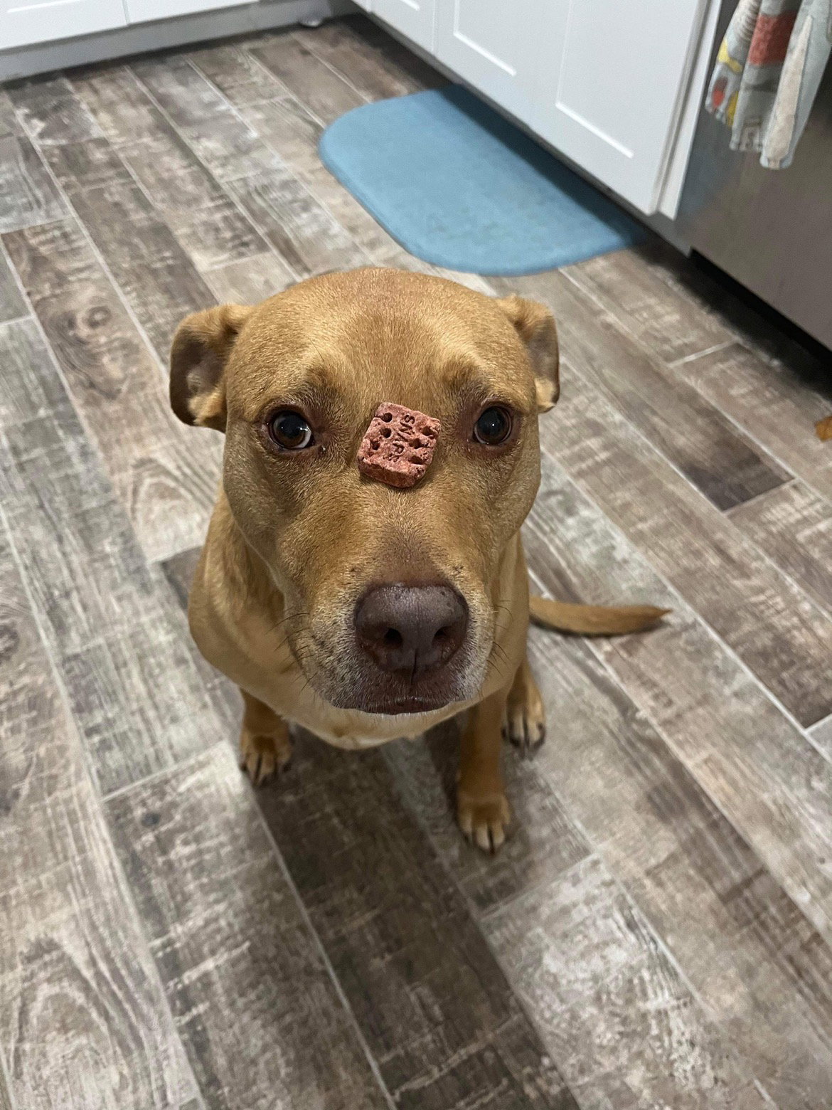 Dog for Adoption - Thor CP in RI, a Pit Bull Terrier in Taunton, MA ...