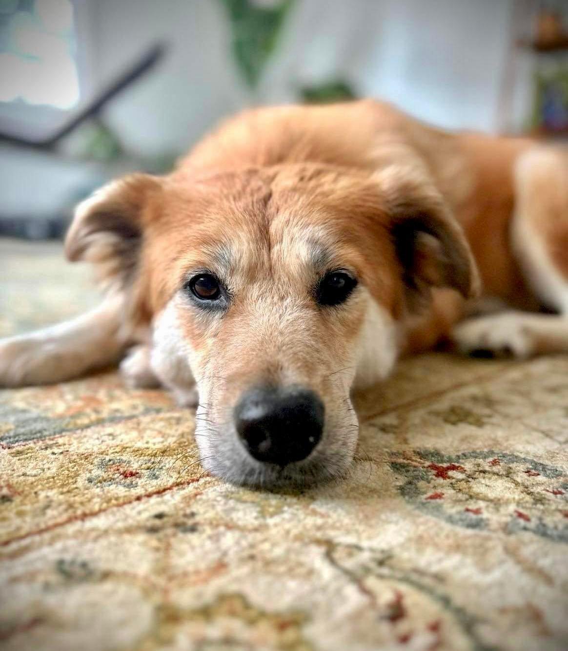 Dog for Adoption - Sasha, a Golden Retriever in Biscoe, NC | Alpha Paw