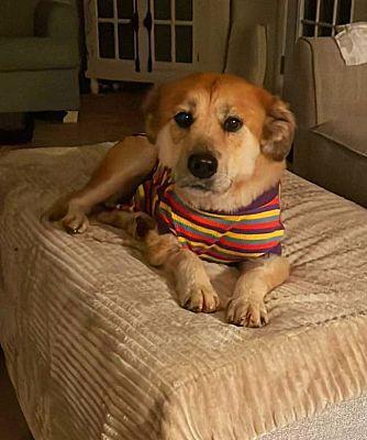 Dog for Adoption - Sasha, a Golden Retriever in Biscoe, NC | Alpha Paw