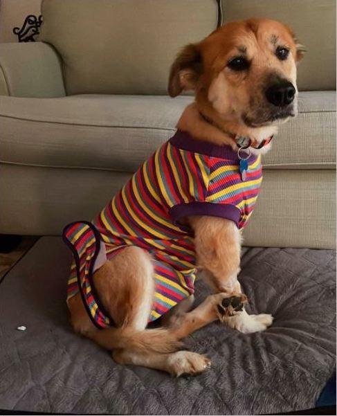Dog for Adoption - Sasha, a Golden Retriever in Biscoe, NC | Alpha Paw