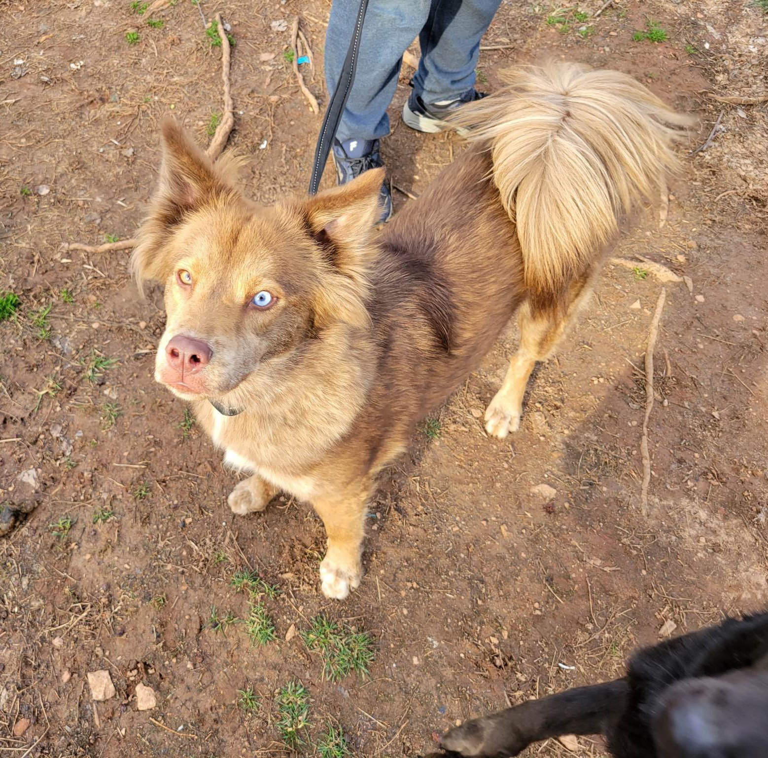 Dog for Adoption - Nitro, a Australian Kelpie in Raleigh, NC | Alpha Paw