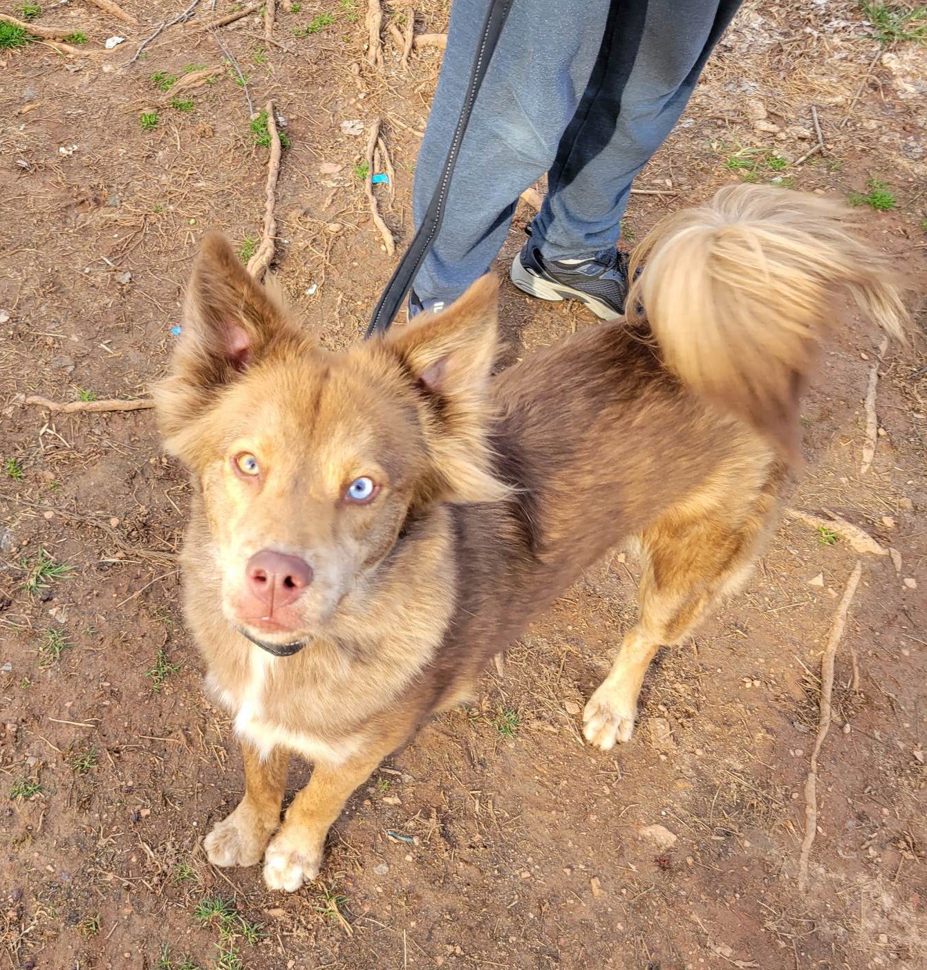 Dog for Adoption - Nitro, a Australian Kelpie in Raleigh, NC | Alpha Paw