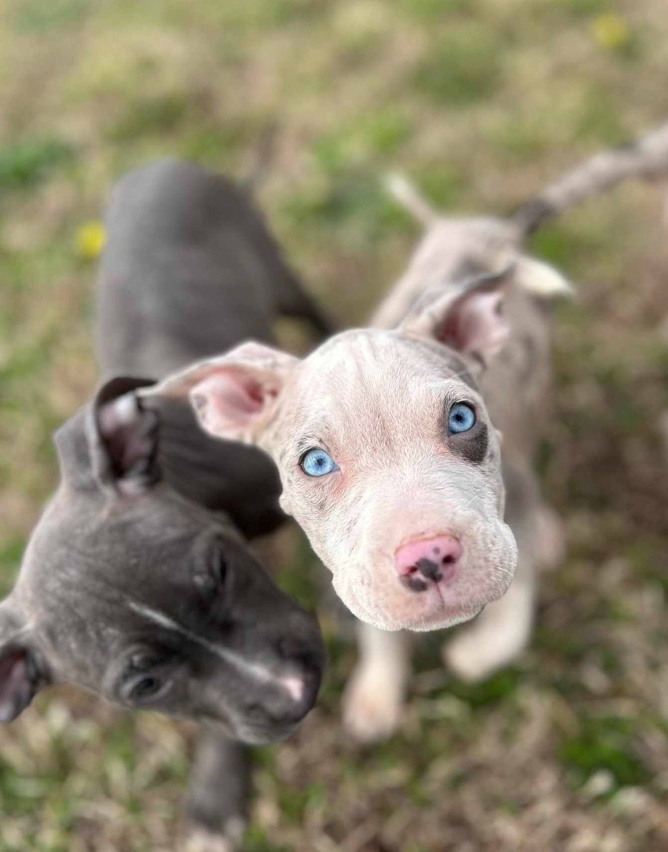 Dog for Adoption - Caroline, a Catahoula Leopard Dog in Fayetteville ...