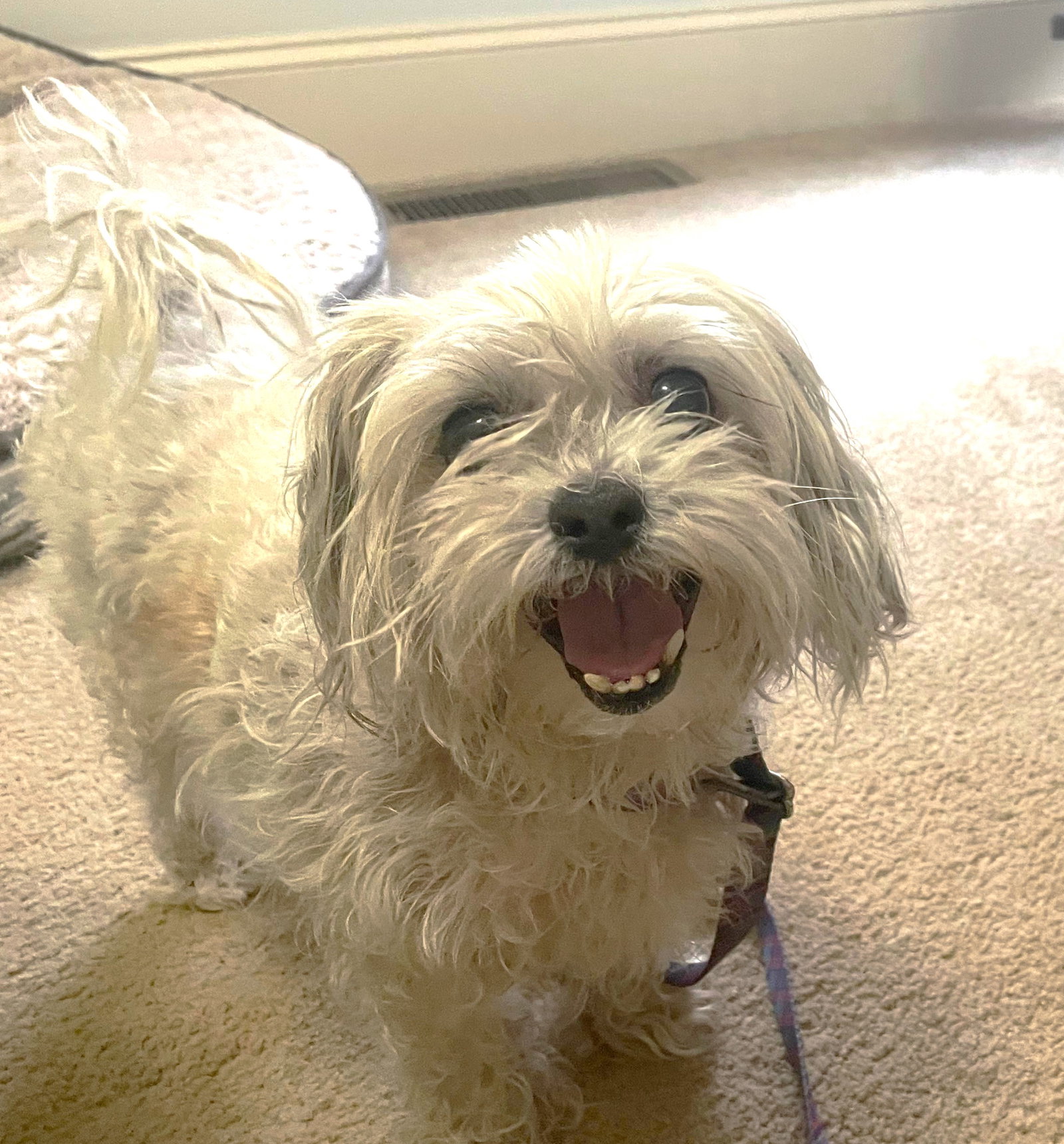 Dog for Adoption - Kobe, a Maltese in West Raleigh, NC | Alpha Paw