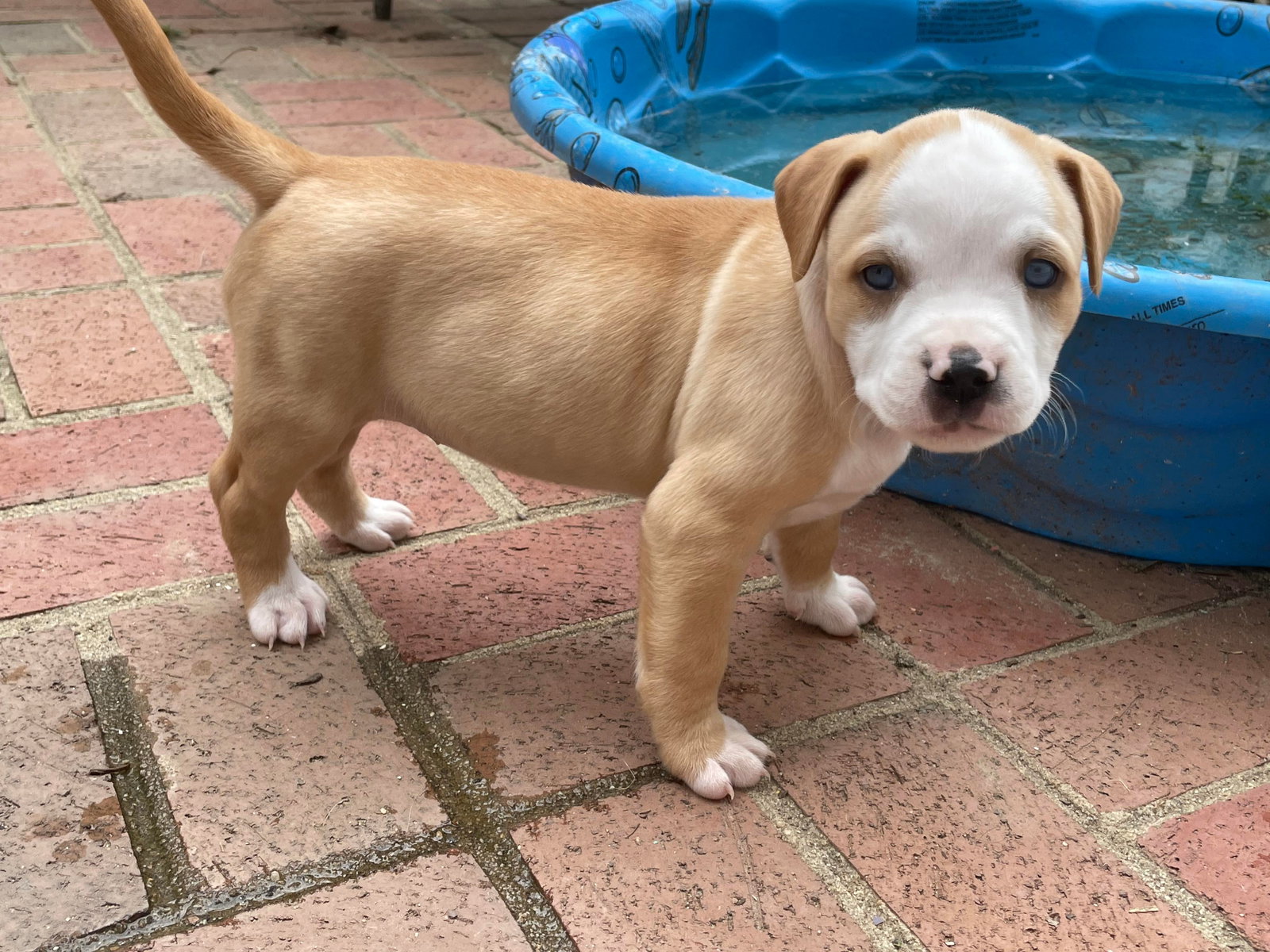 Dog for Adoption - Buttercup, a American Staffordshire Terrier in Johnston County, NC | Alpha Paw