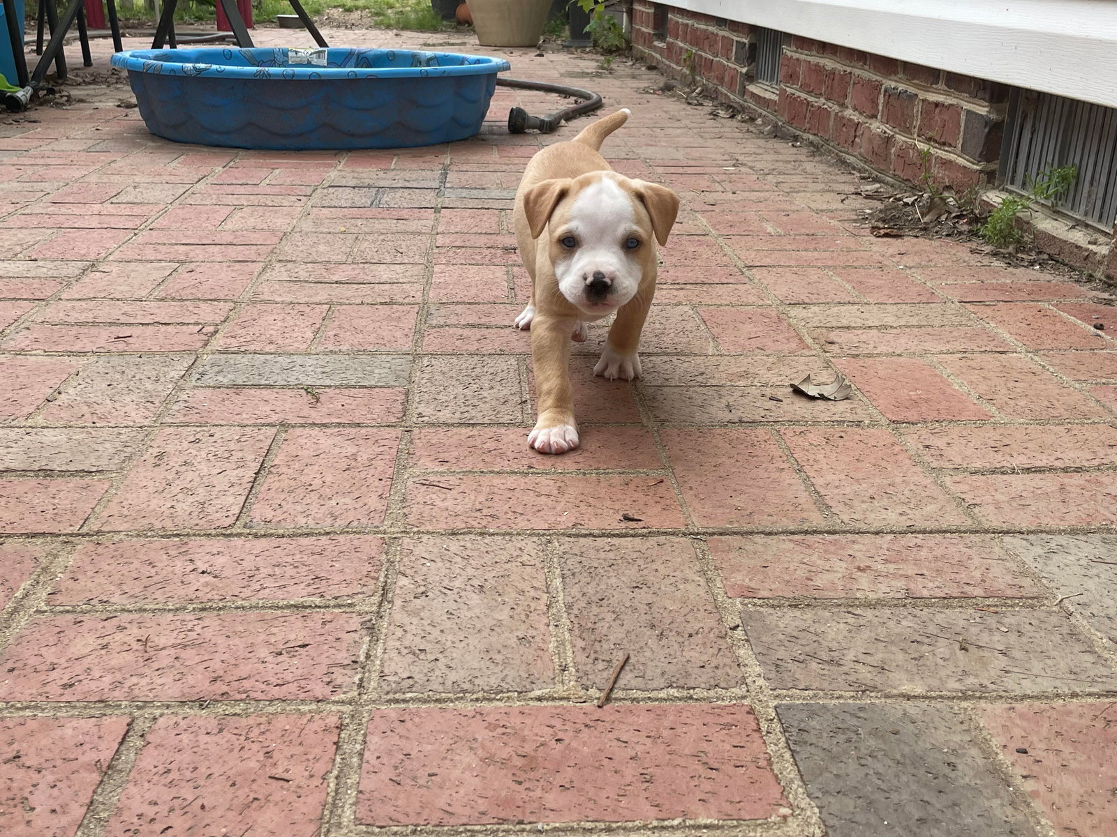 Dog for Adoption - Buttercup, a American Staffordshire Terrier in Johnston County, NC | Alpha Paw