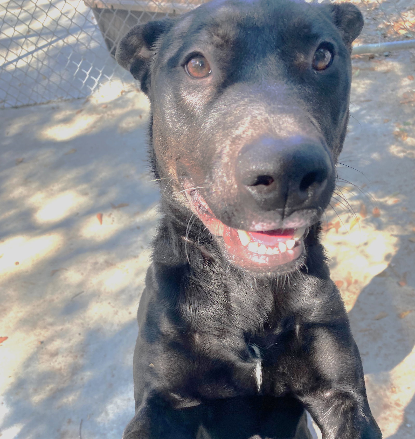 Dog for Adoption - Gully, a Black Labrador Retriever in Scotland County ...