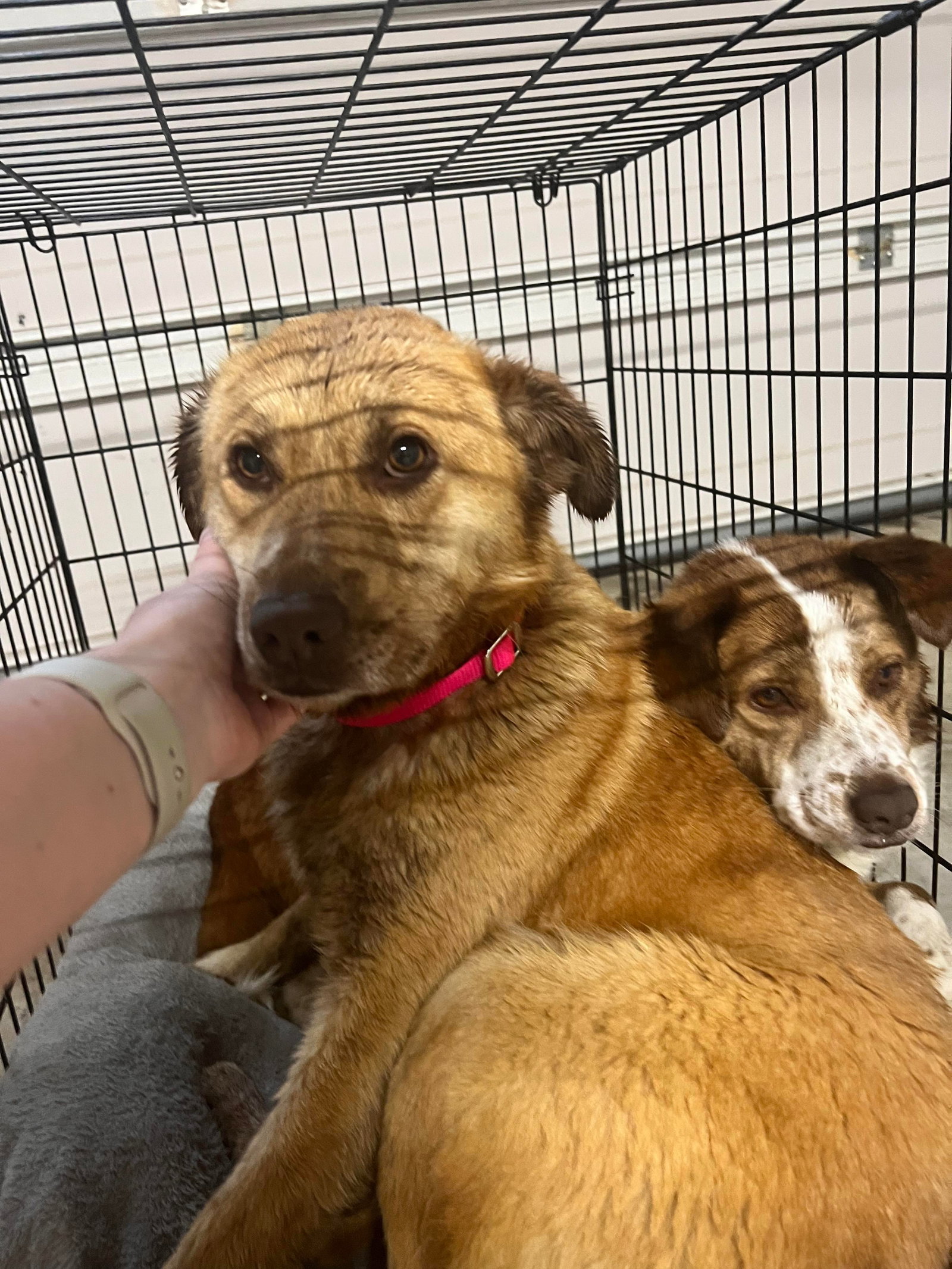 Dog for Adoption - Cinnamon & Tokyo, a Australian Shepherd in Wilsons ...