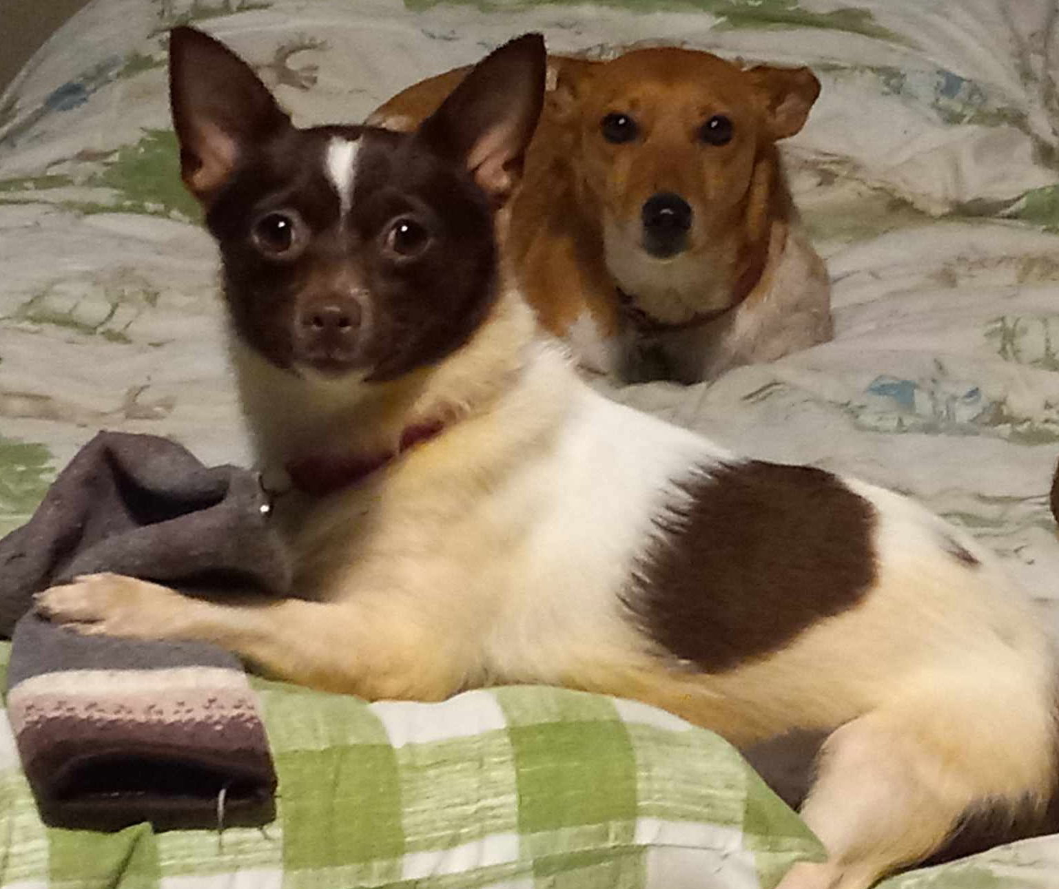 Dog for Adoption - Arlene & Darlene, a Rat Terrier in Johnston County, NC | Alpha Paw