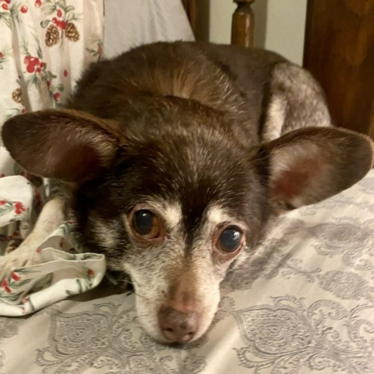 Dog for Adoption - Val, a Chihuahua in Chatham County, NC | Alpha Paw