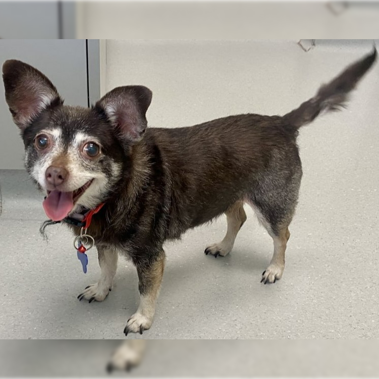 Dog for Adoption - Val, a Chihuahua in Chatham County, NC | Alpha Paw