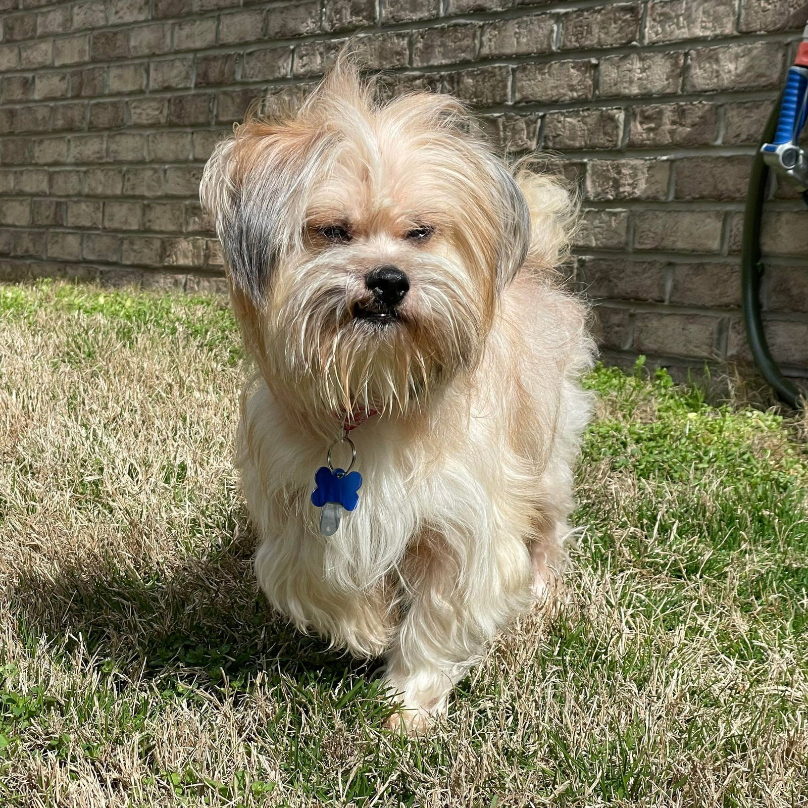 Dog for Adoption - Gizmo, a Havanese in Ellerbe, NC | Alpha Paw
