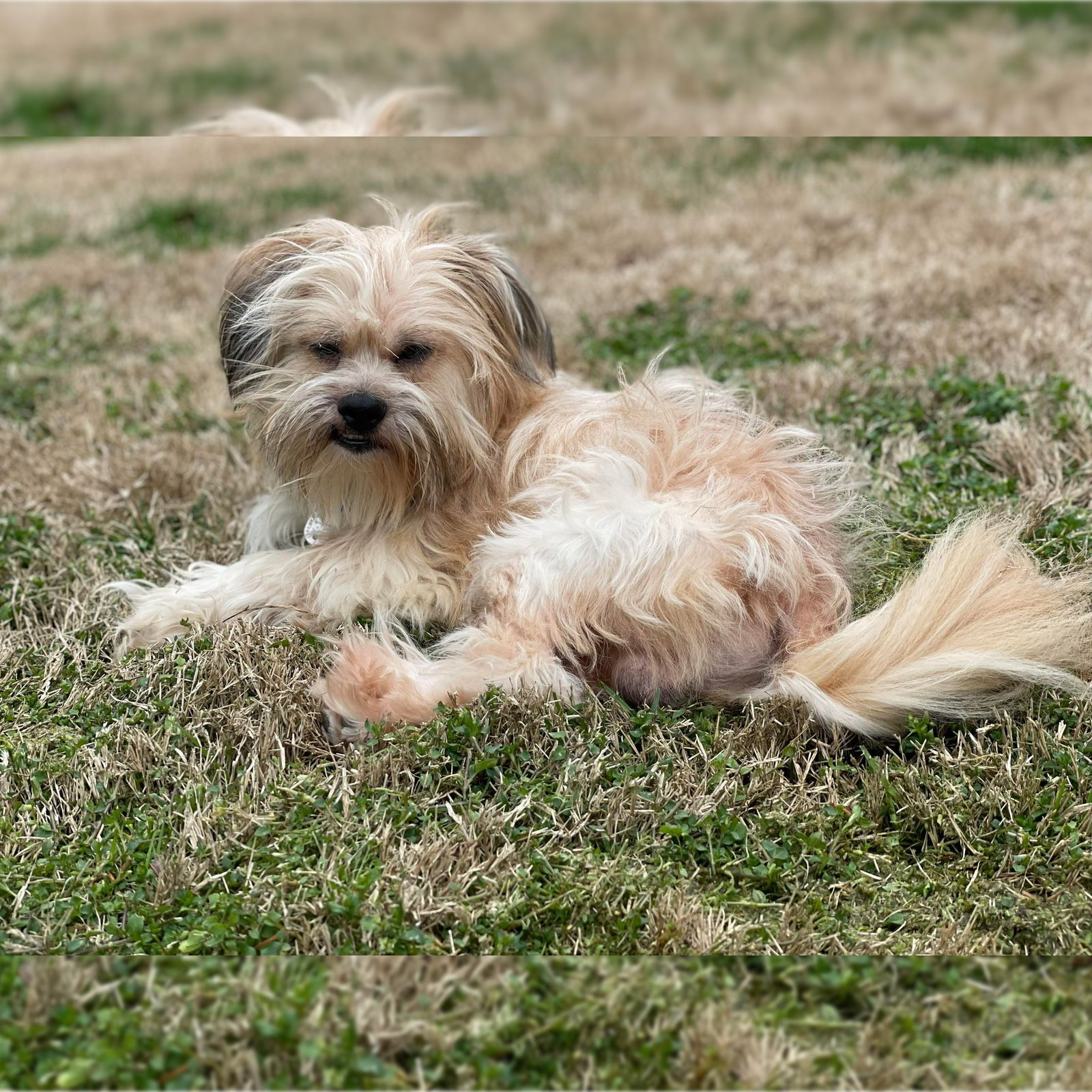 Dog for Adoption - Gizmo, a Havanese in Ellerbe, NC | Alpha Paw