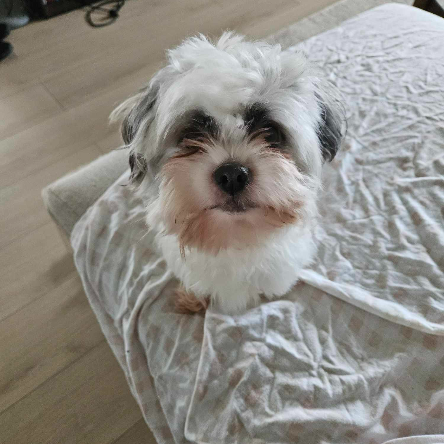 Dog for Adoption - Kip, a Shih Tzu in Sampson County, NC | Alpha Paw