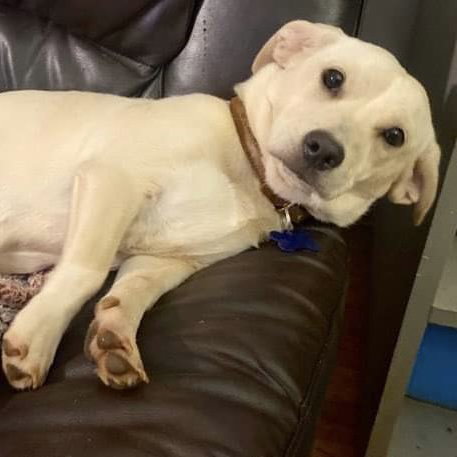 Dog for Adoption - Winter, a Labrador Retriever in Fort Bragg, NC ...