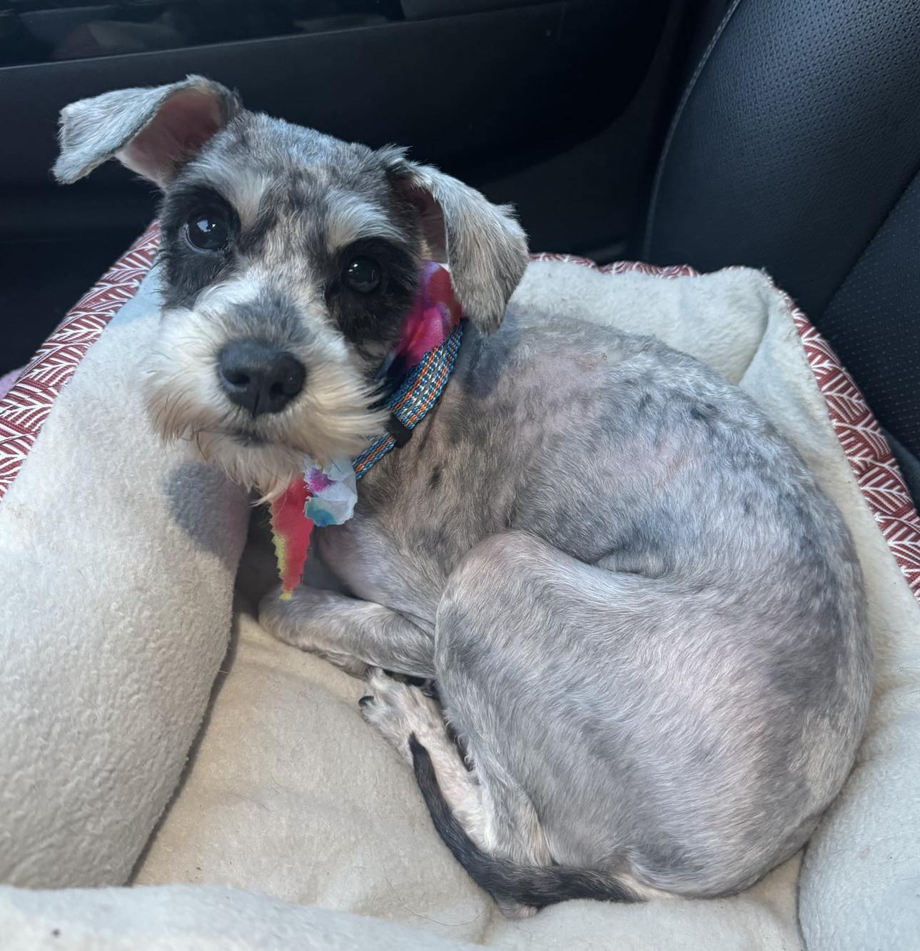 Dog for Adoption - Marcie, a Miniature Schnauzer in Biscoe, NC | Alpha Paw