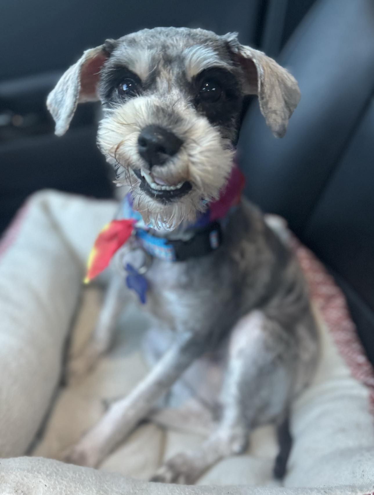 Dog for Adoption - Marcie, a Miniature Schnauzer in Biscoe, NC | Alpha Paw