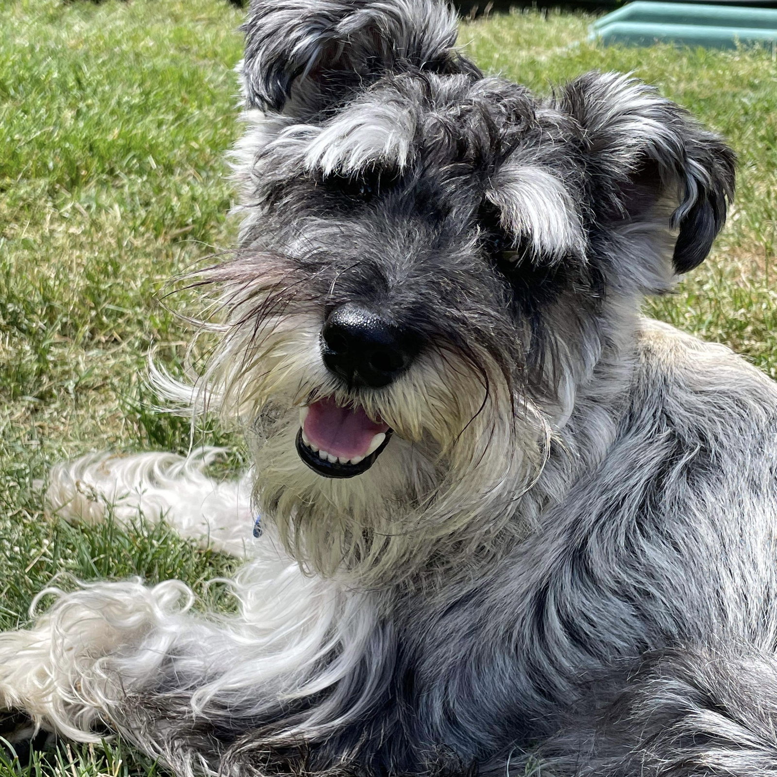 Dog for Adoption - Gwen, a Schnauzer in Seven Lakes, NC | Alpha Paw