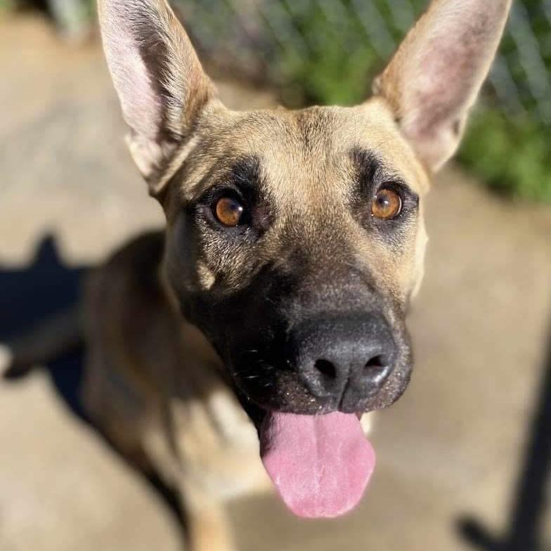 Dog for Adoption - Franklin, a German Shepherd Dog in Johnston County, NC | Alpha Paw