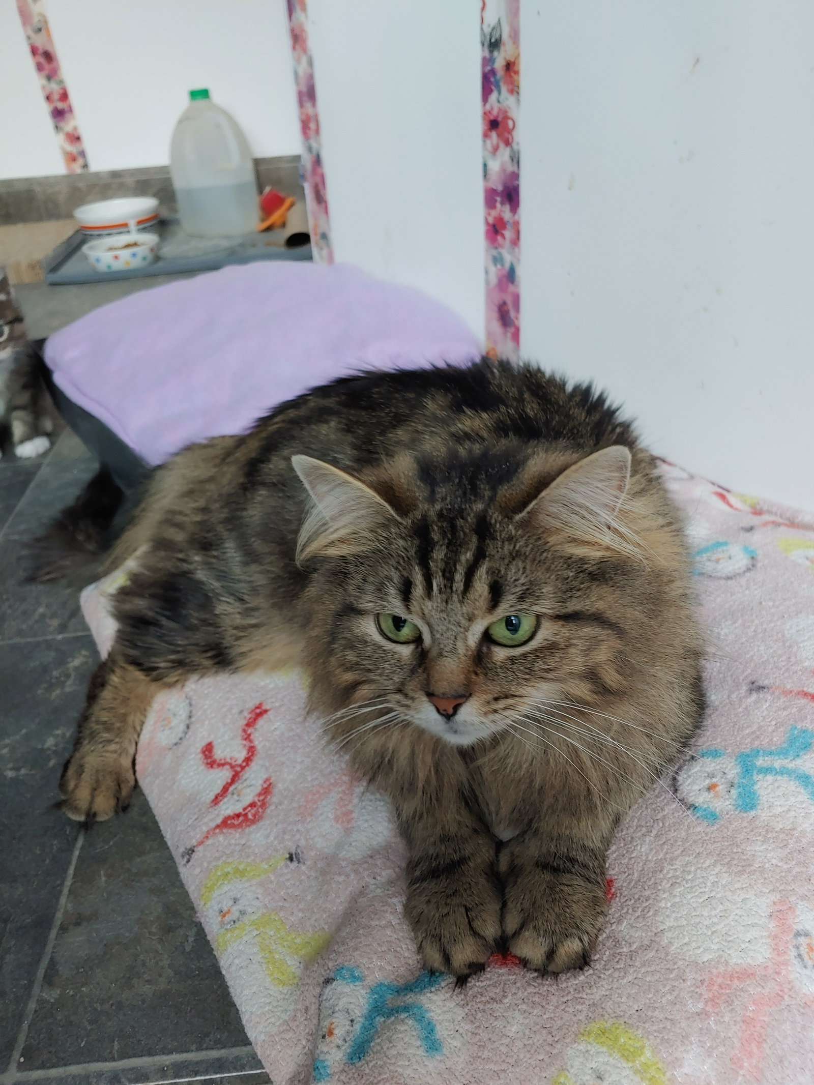 Cats for Adoption in Newark, Ohio | Alpha Paw