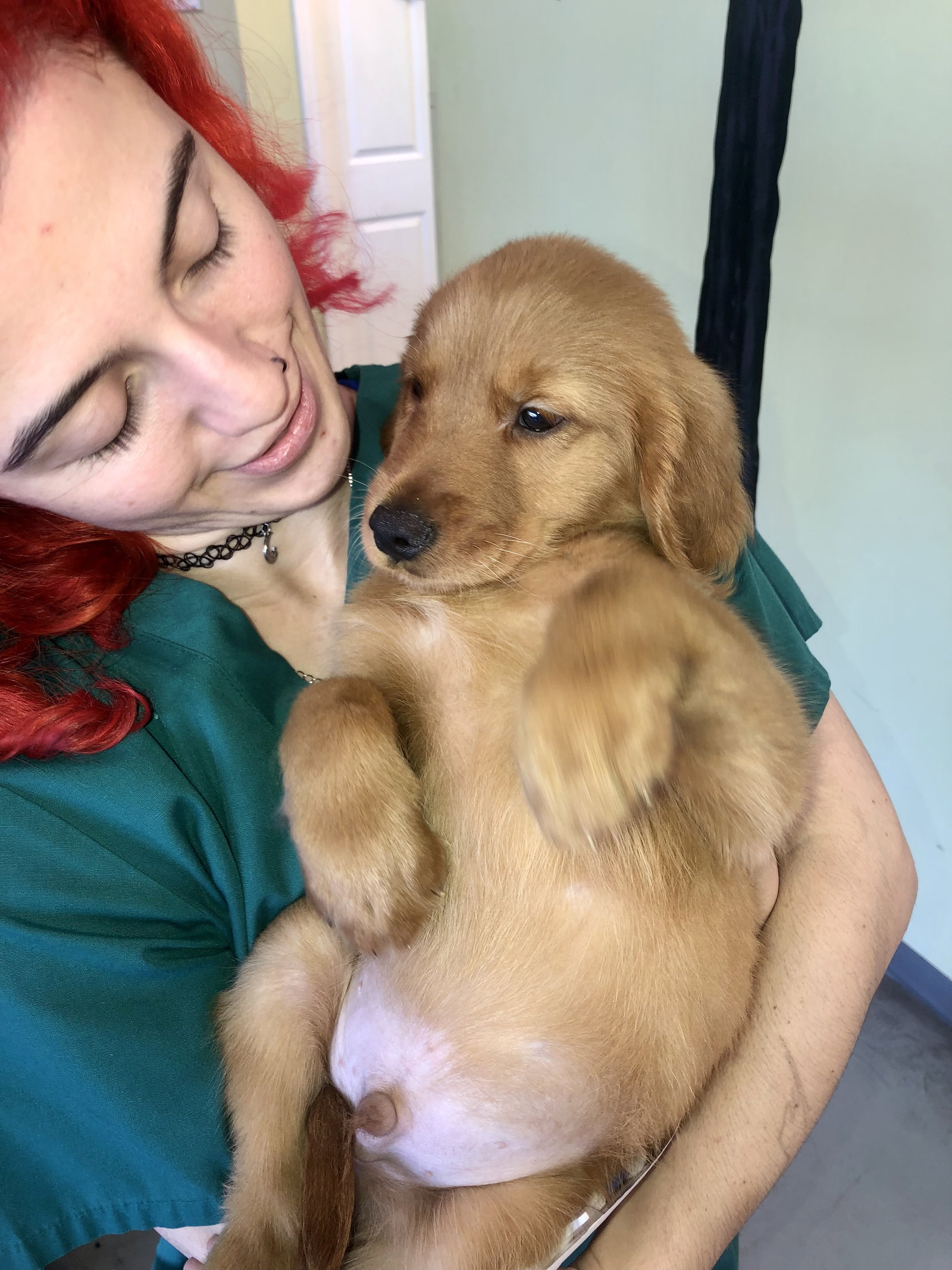Dog for Adoption - Red Purbred Golden Retriever Puppy Boy, a Golden ...