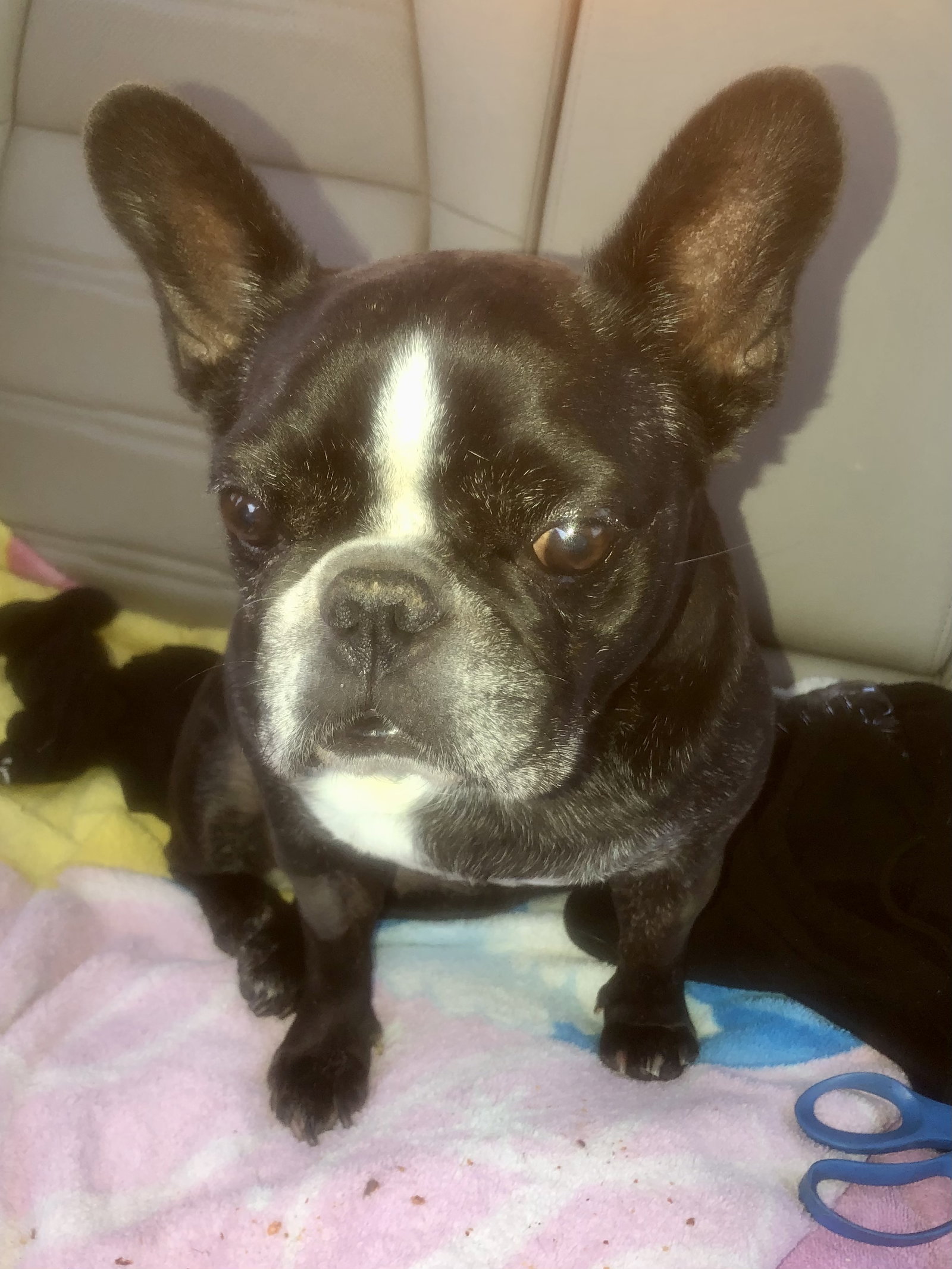 Dog for Adoption - Nora Frenchie Pup, a French Bulldog in Westchester ...