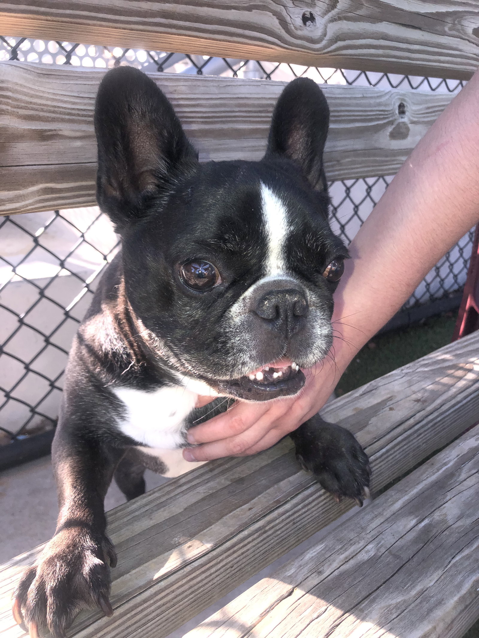 Dog for Adoption - Nora Frenchie Pup, a French Bulldog in Westchester ...
