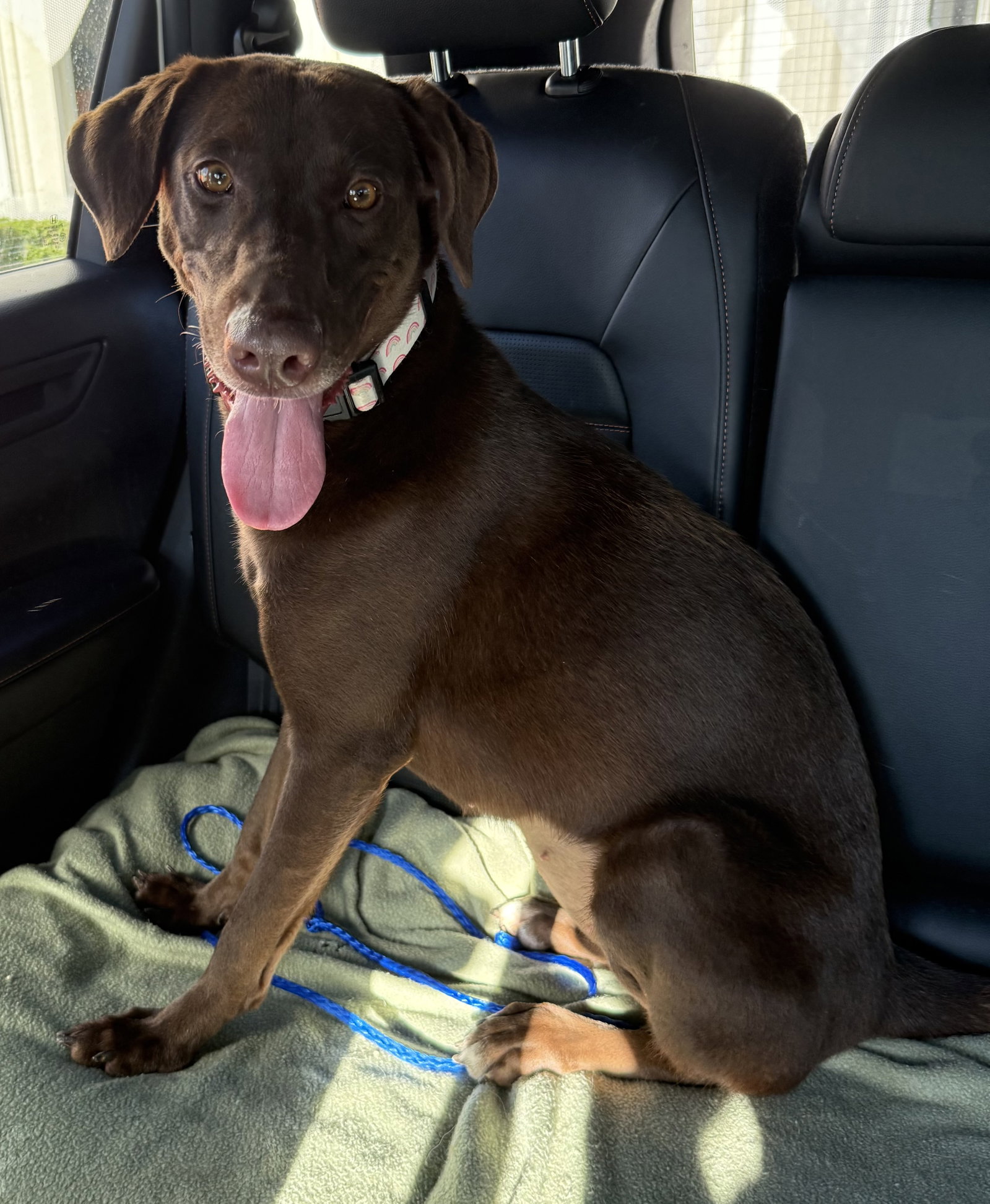 Dog for Adoption - Chocolate Labrador Retriever Meg, a Labrador ...