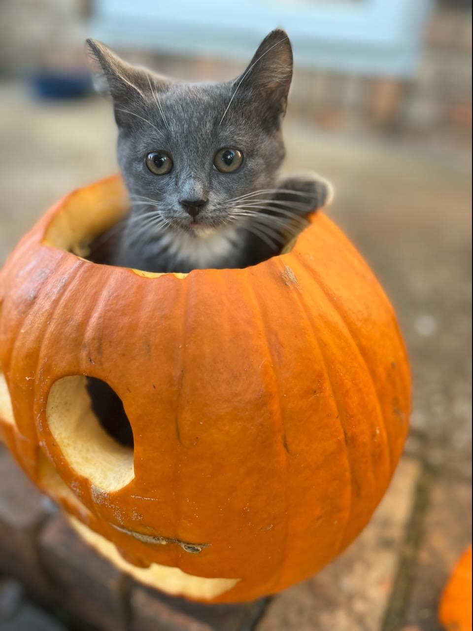 Cats for Adoption in Centre, Alabama | Alpha Paw