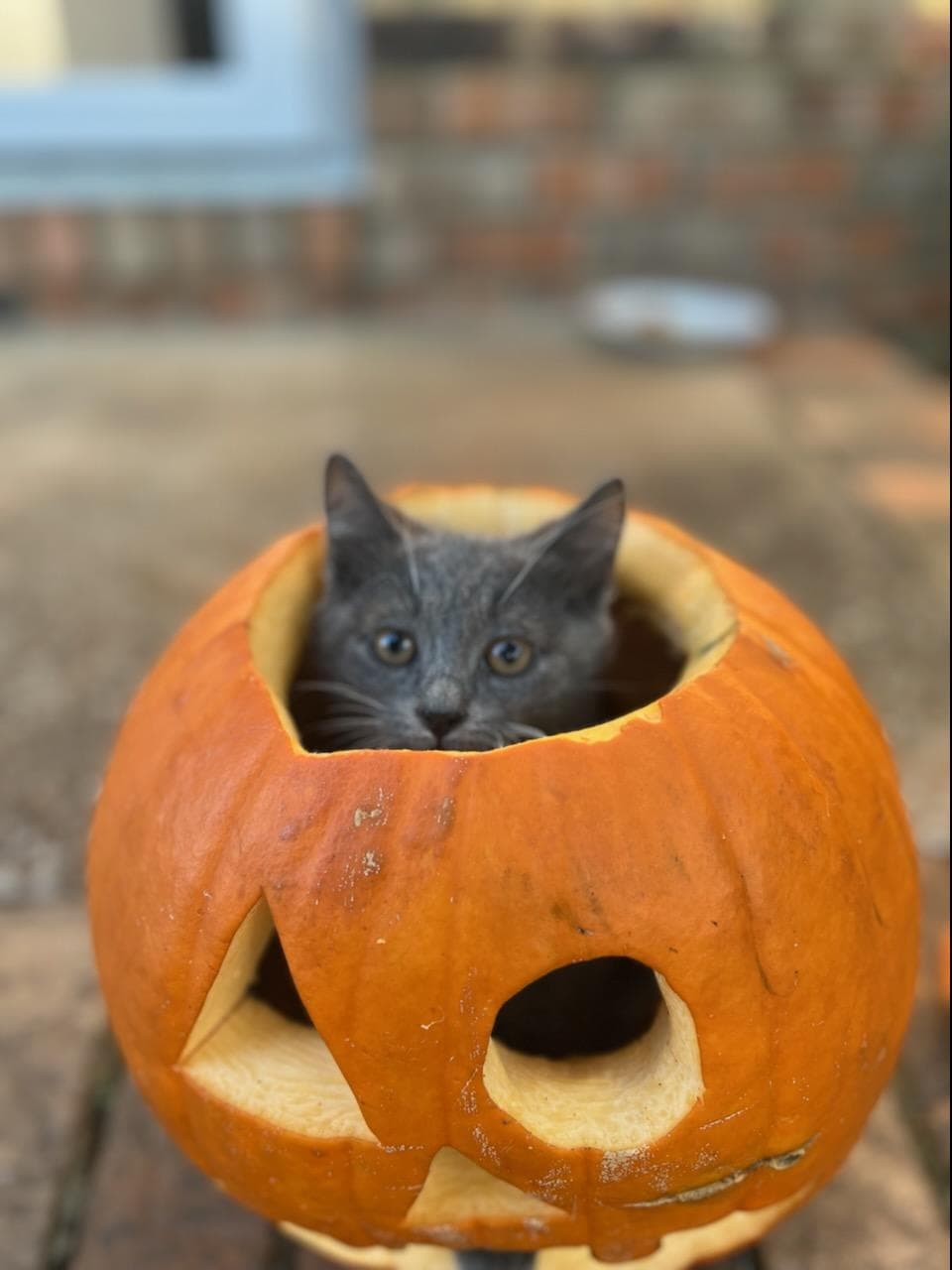 Cats for Adoption in Centre, Alabama | Alpha Paw