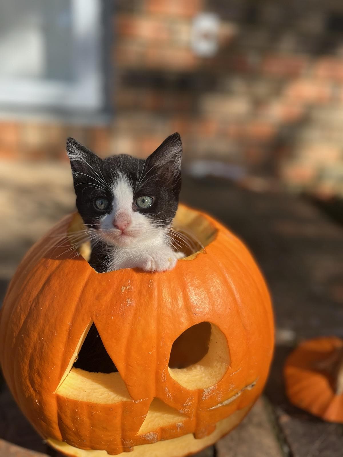 Cats for Adoption in Whitesboro, Alabama | Alpha Paw