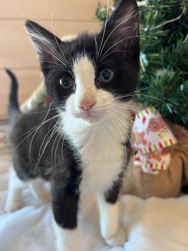 Cats for Adoption in Scottsboro, Alabama | Alpha Paw