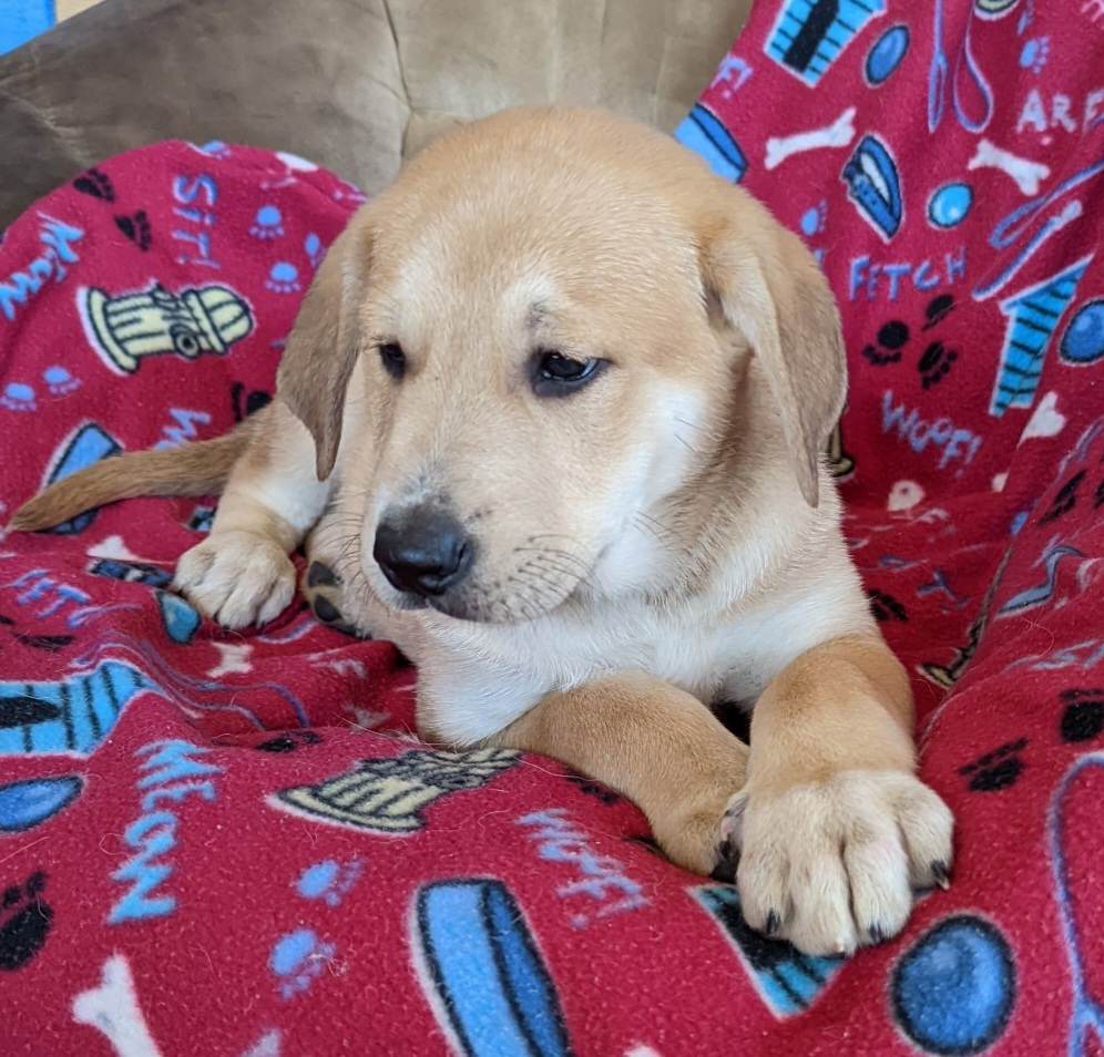 Dog for Adoption - Dundee, a Hound in Grundy County, TN | Alpha Paw