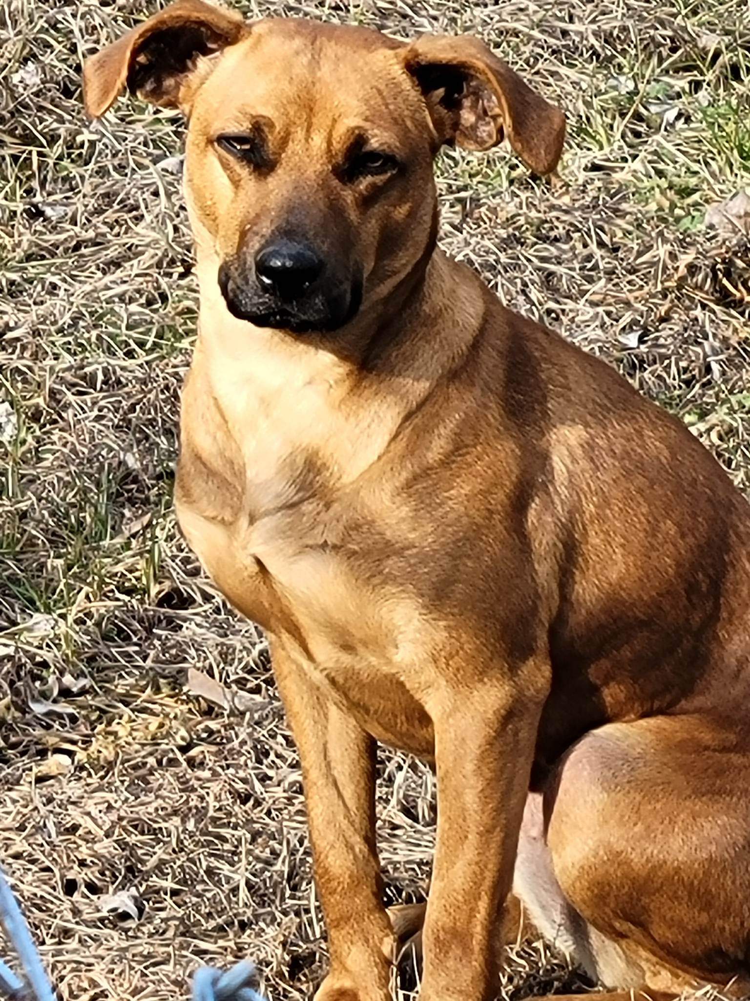 Dog for Adoption - Penny, a Feist in Cowan, TN | Alpha Paw
