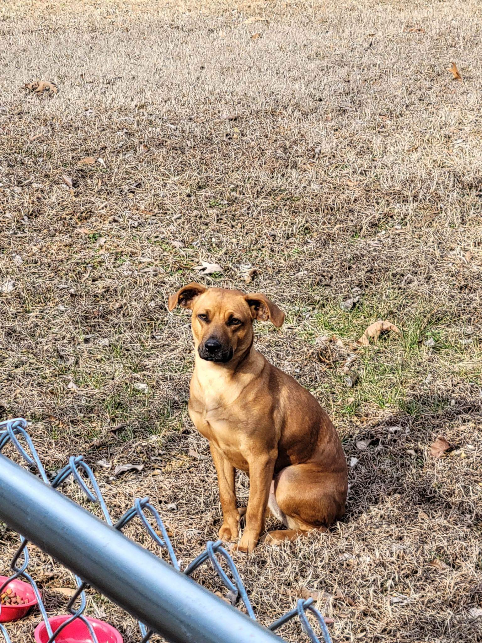 Dog for Adoption - Penny, a Feist in Cowan, TN | Alpha Paw