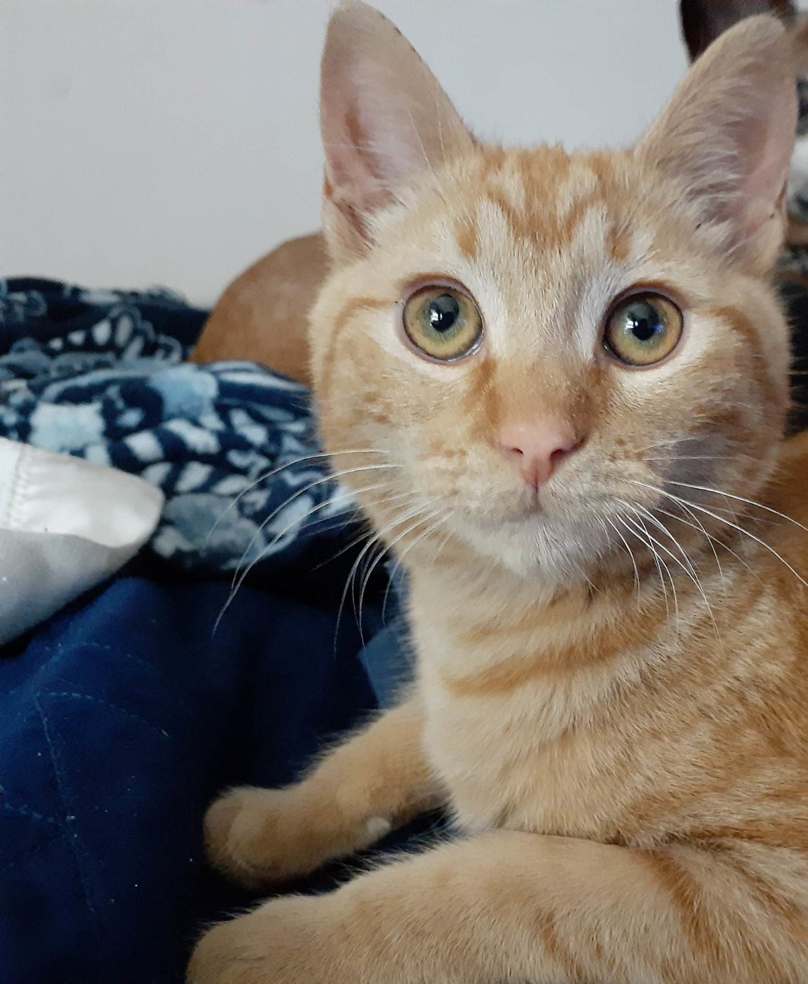 Cats for Adoption in Carlisle Rockledge, Alabama | Alpha Paw